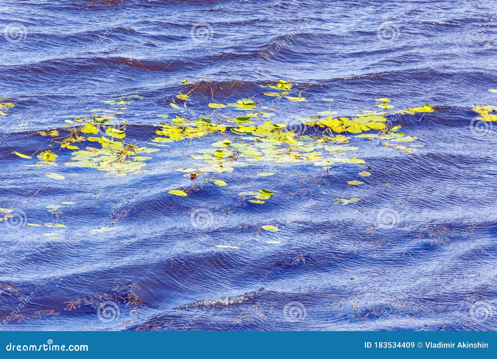 Algae on the water surface stock image. Image of duckweed - 183534409