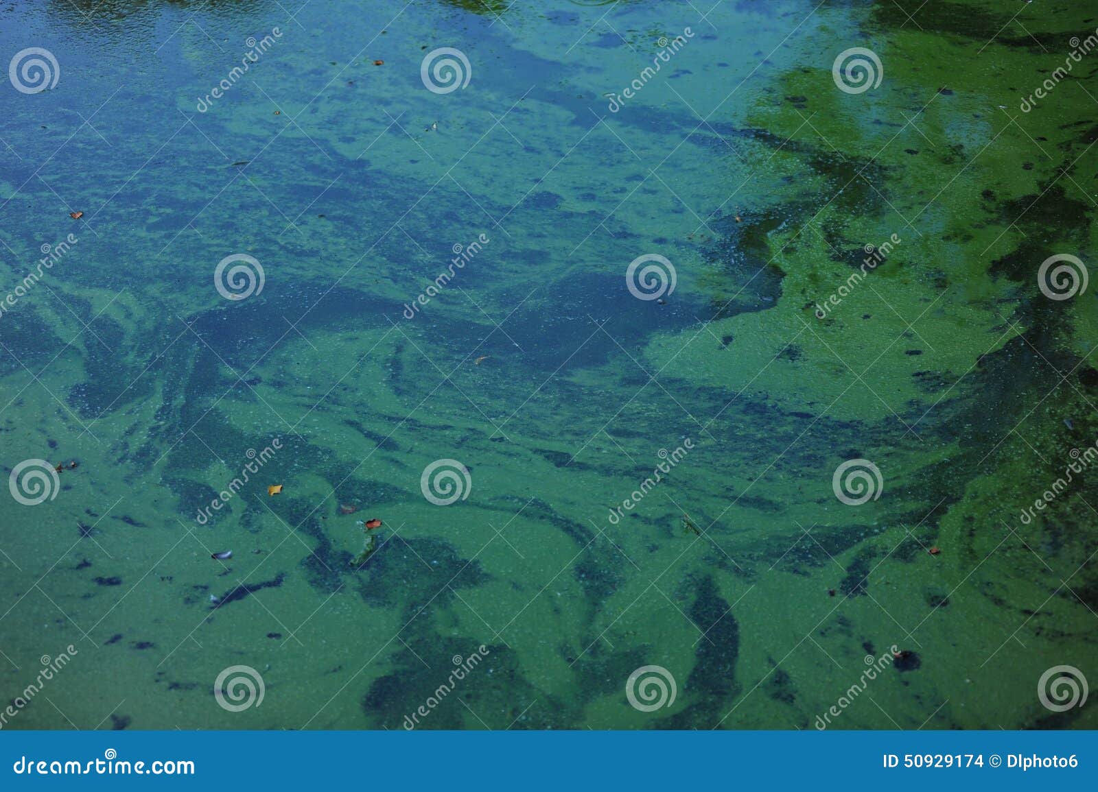 Algae on waters surface stock photo. Image of marsh, ocean - 50929174
