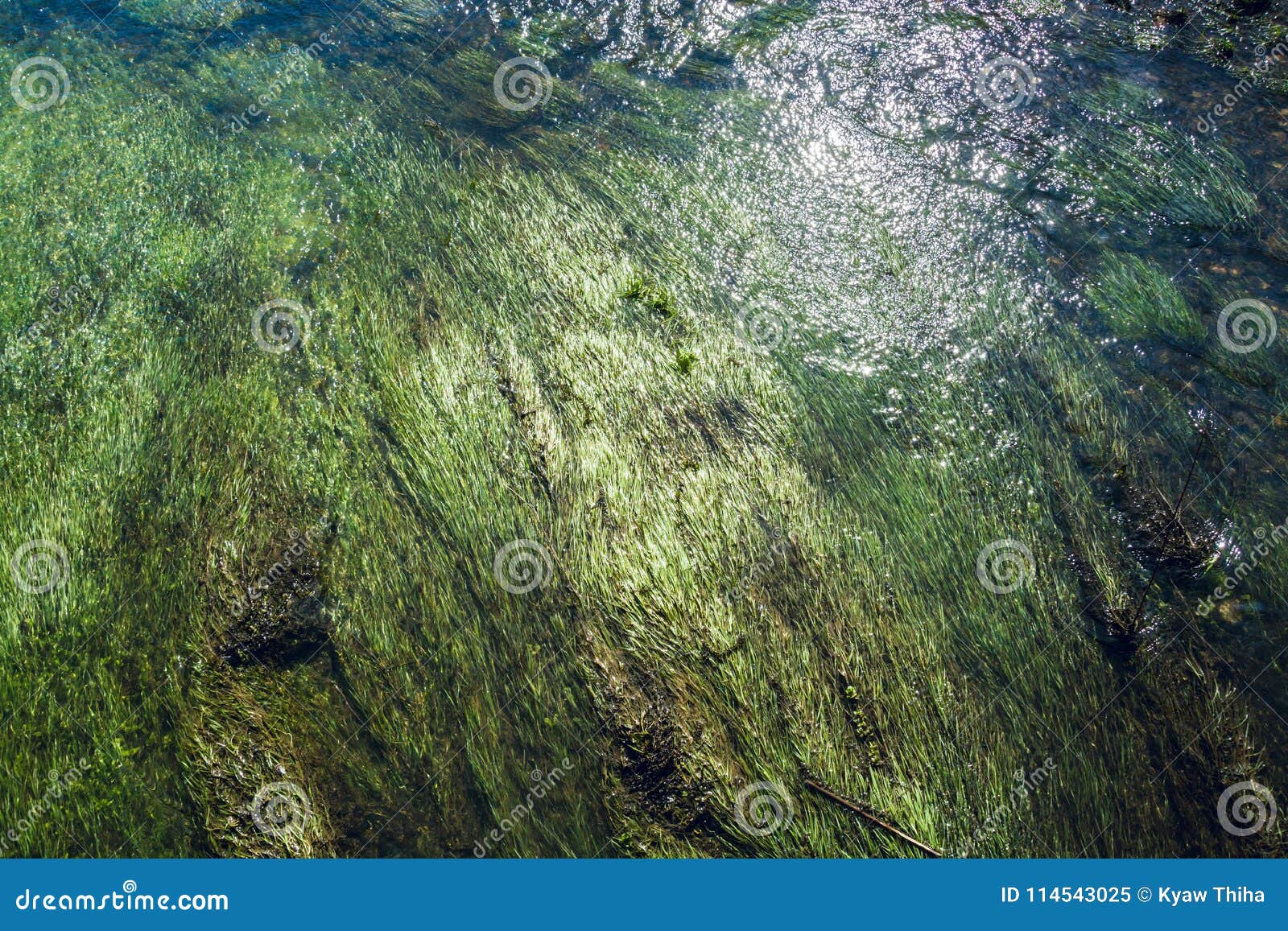 Algae and Waterweed Under the Flowing Shallow Stream - 2 Stock Image ...
