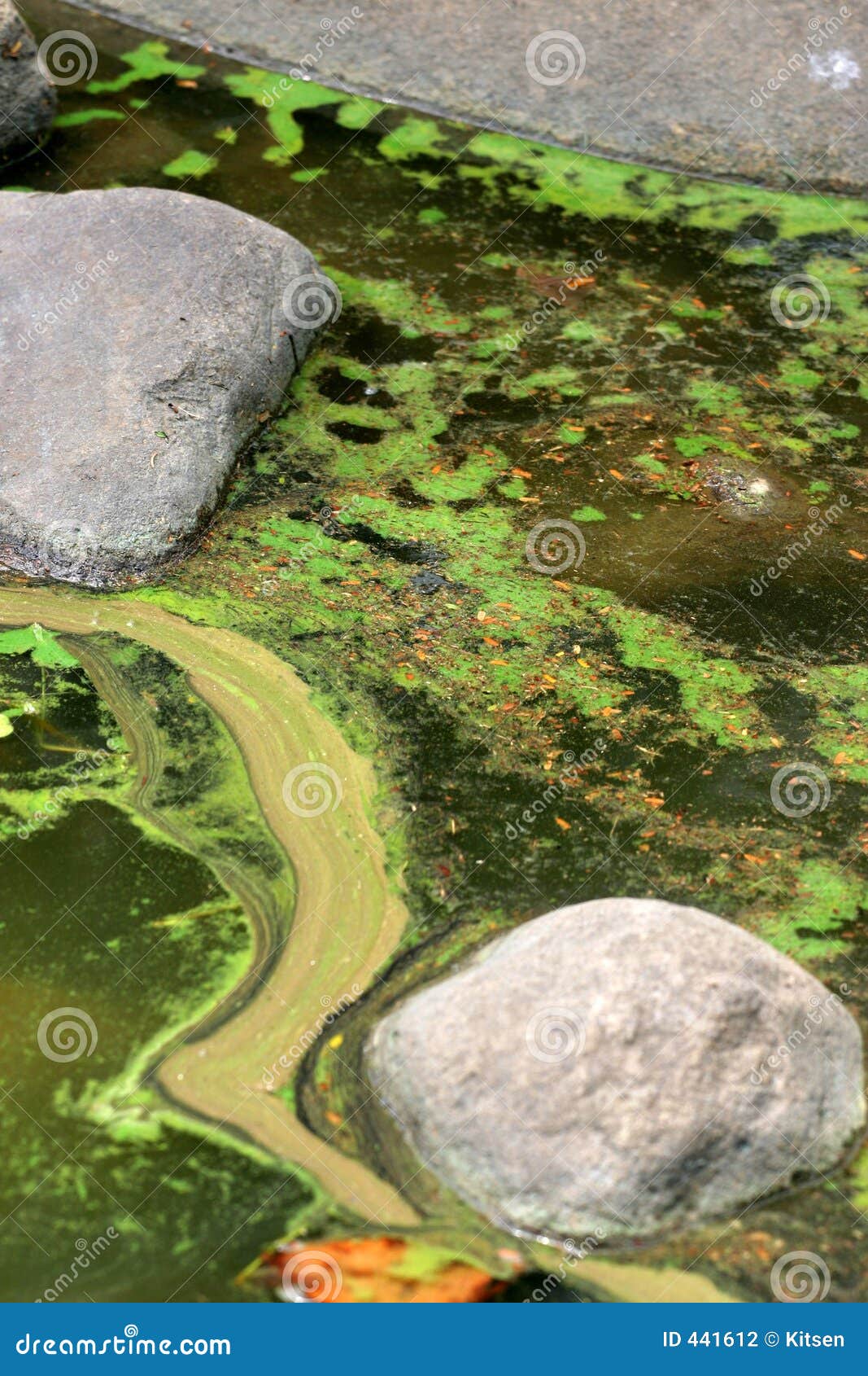 Algal bloom stock photo. Image of risk, flora, ooze, green - 441612