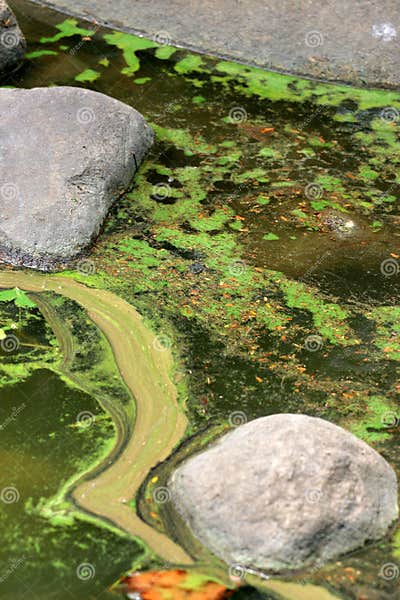 Algal bloom stock photo. Image of risk, flora, ooze, green - 441612