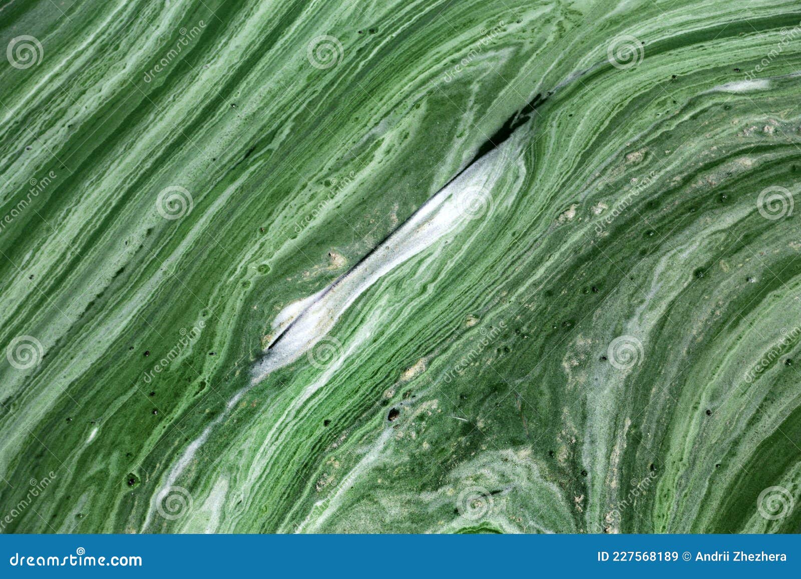 Algal Bloom In Water Of Dnieper River In Ukraine. Green Color Of Water ...