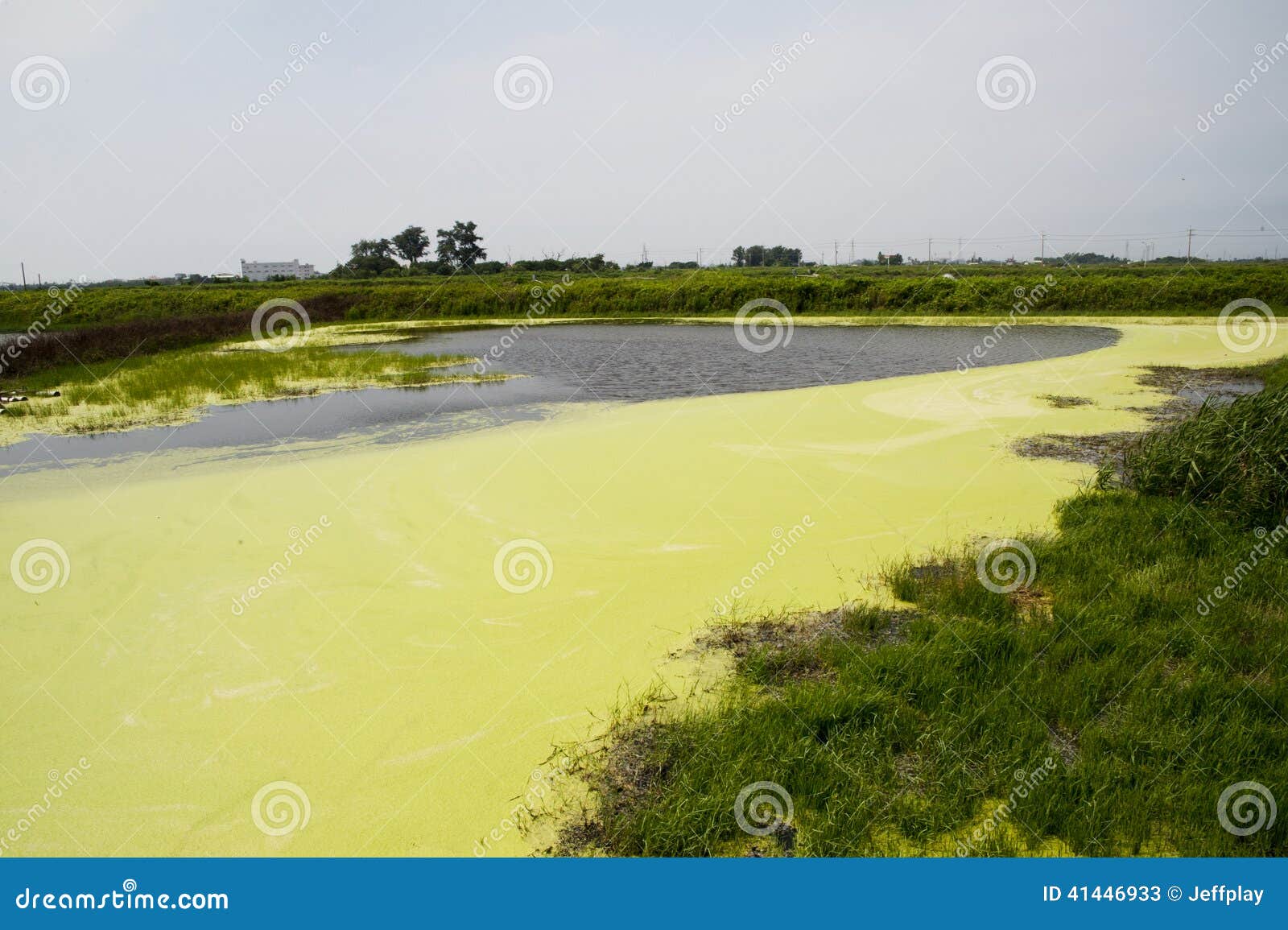 Algal bloom stock image. Image of alga, marine, occur - 41446933