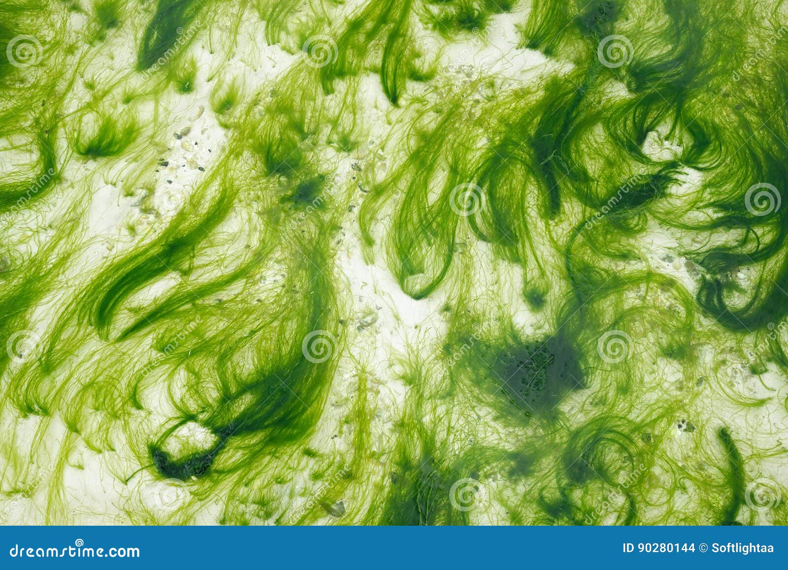 Algal Bloom in a Tropical Ocean. Stock Photo - Image of sand, lake ...