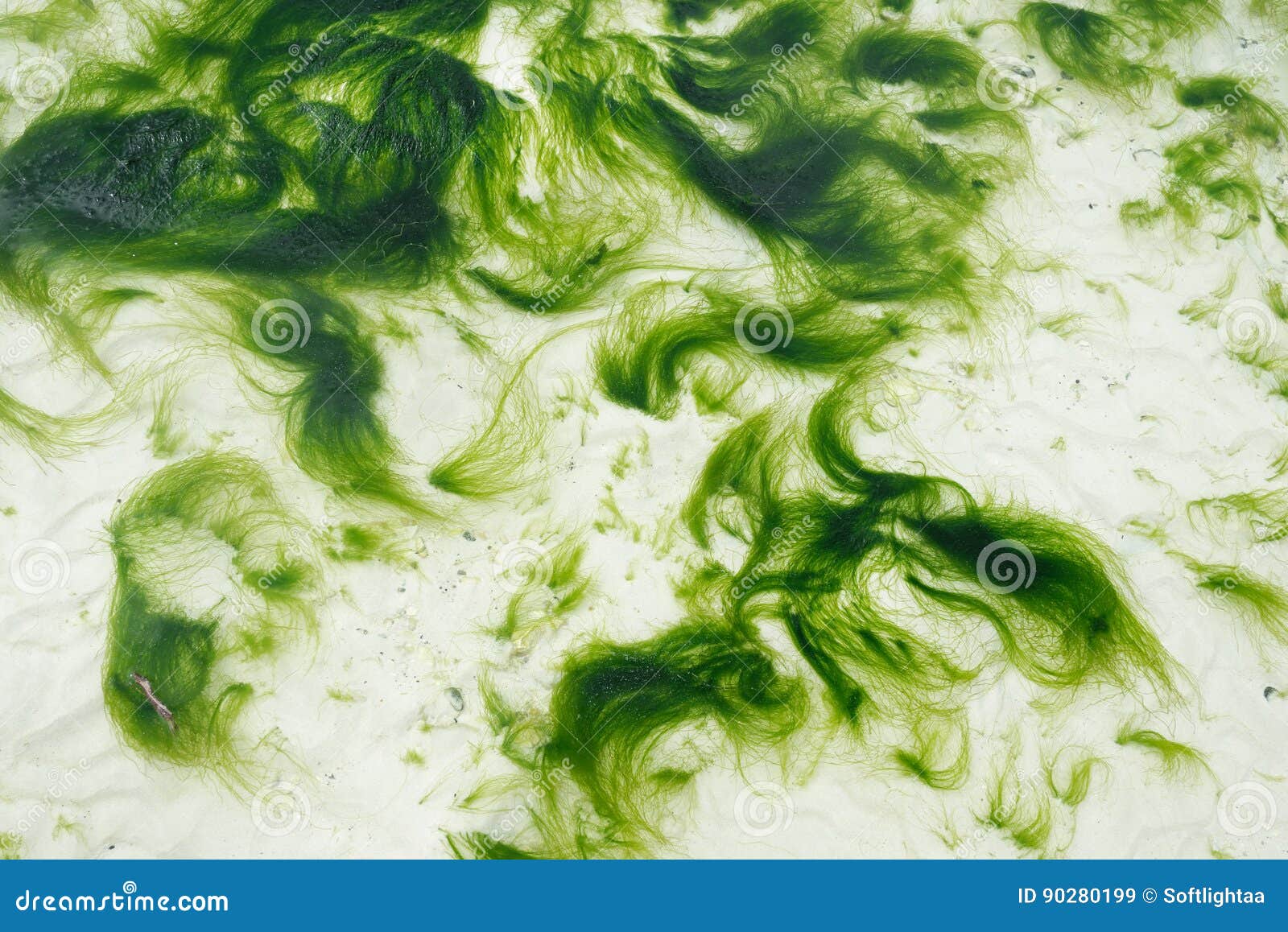 Algal Bloom in a Tropical Ocean. Stock Image - Image of biodiversity ...