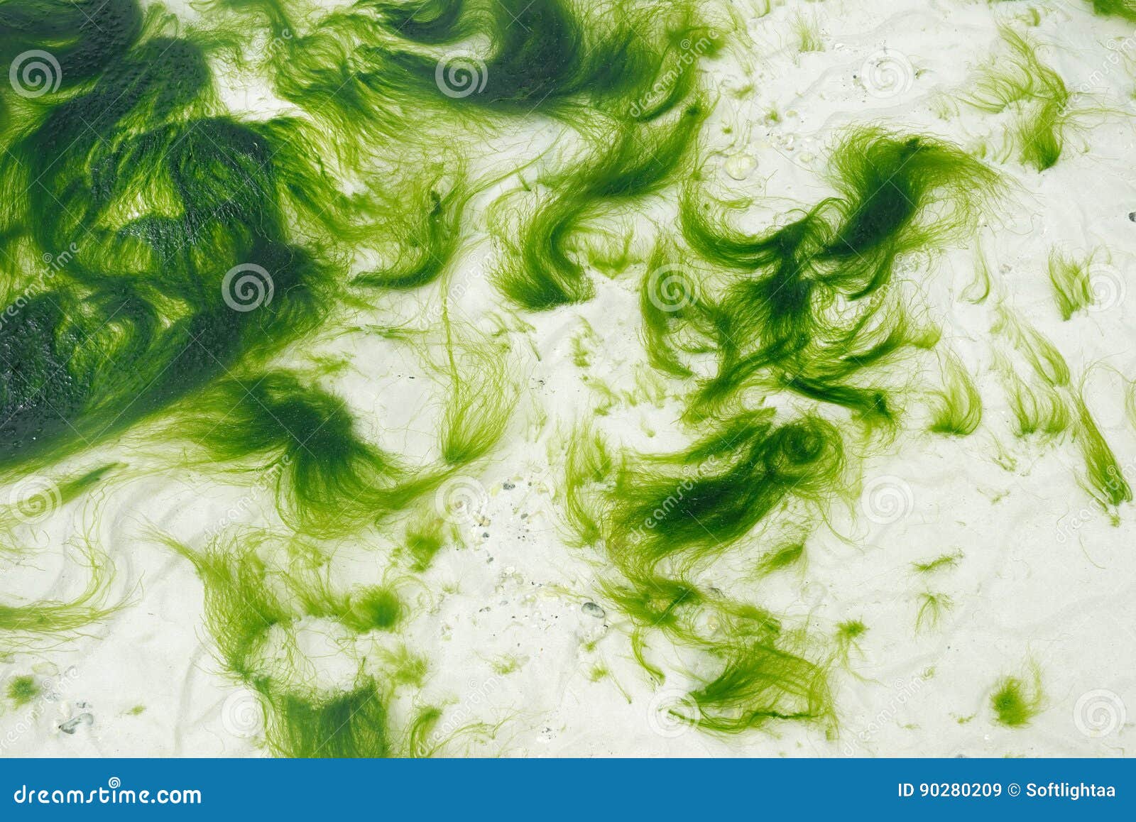 Algal Bloom in a Tropical Ocean. Stock Image - Image of natural ...