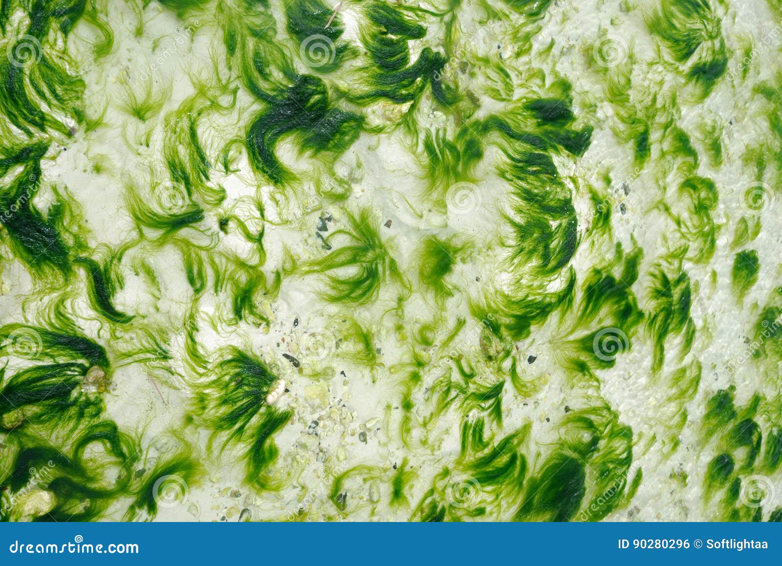 Algal Bloom in a Tropical Ocean. Stock Photo - Image of green, lake ...