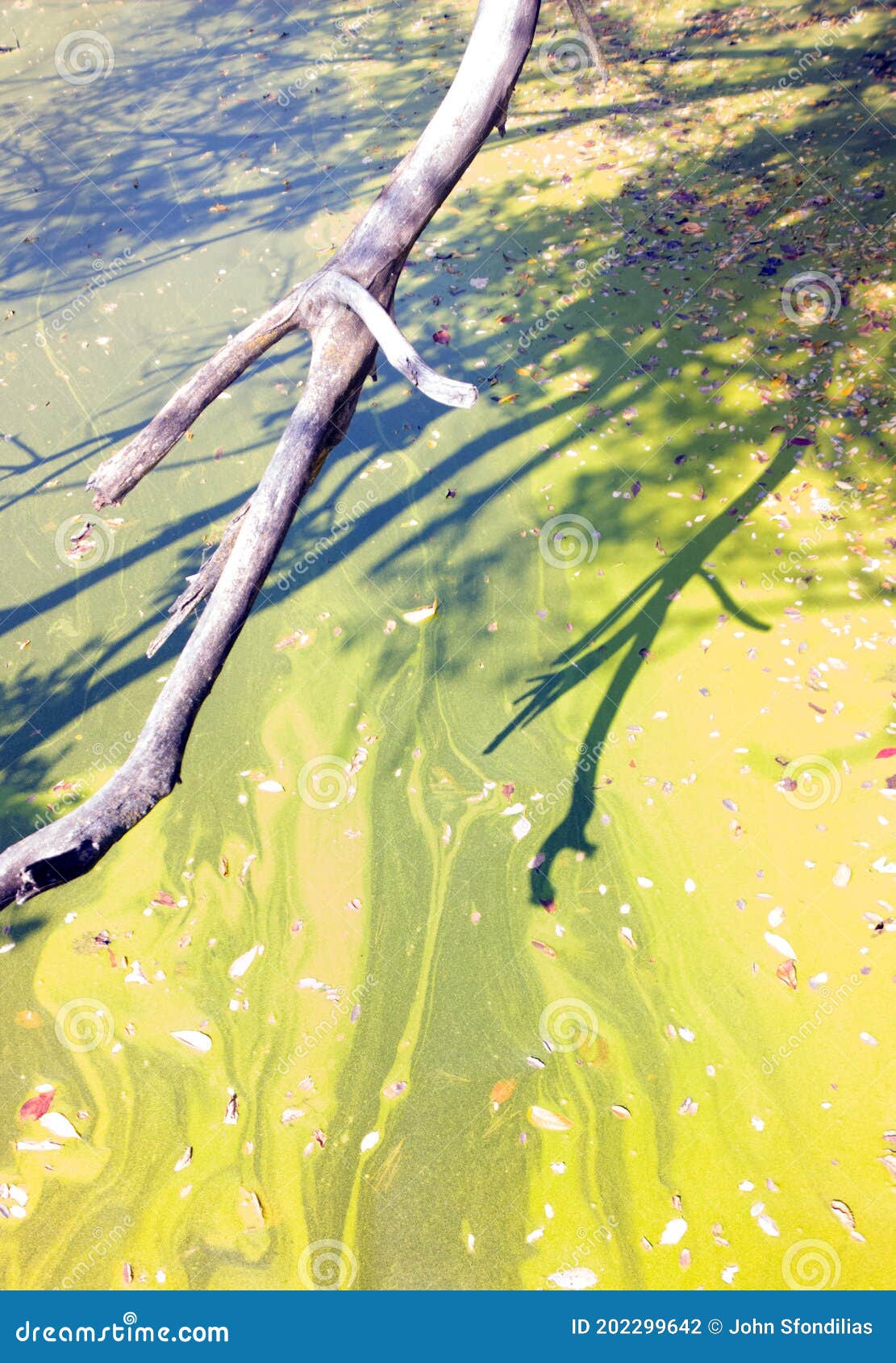 Algal Flow stock photo. Image of tree, fresh, green - 202299642