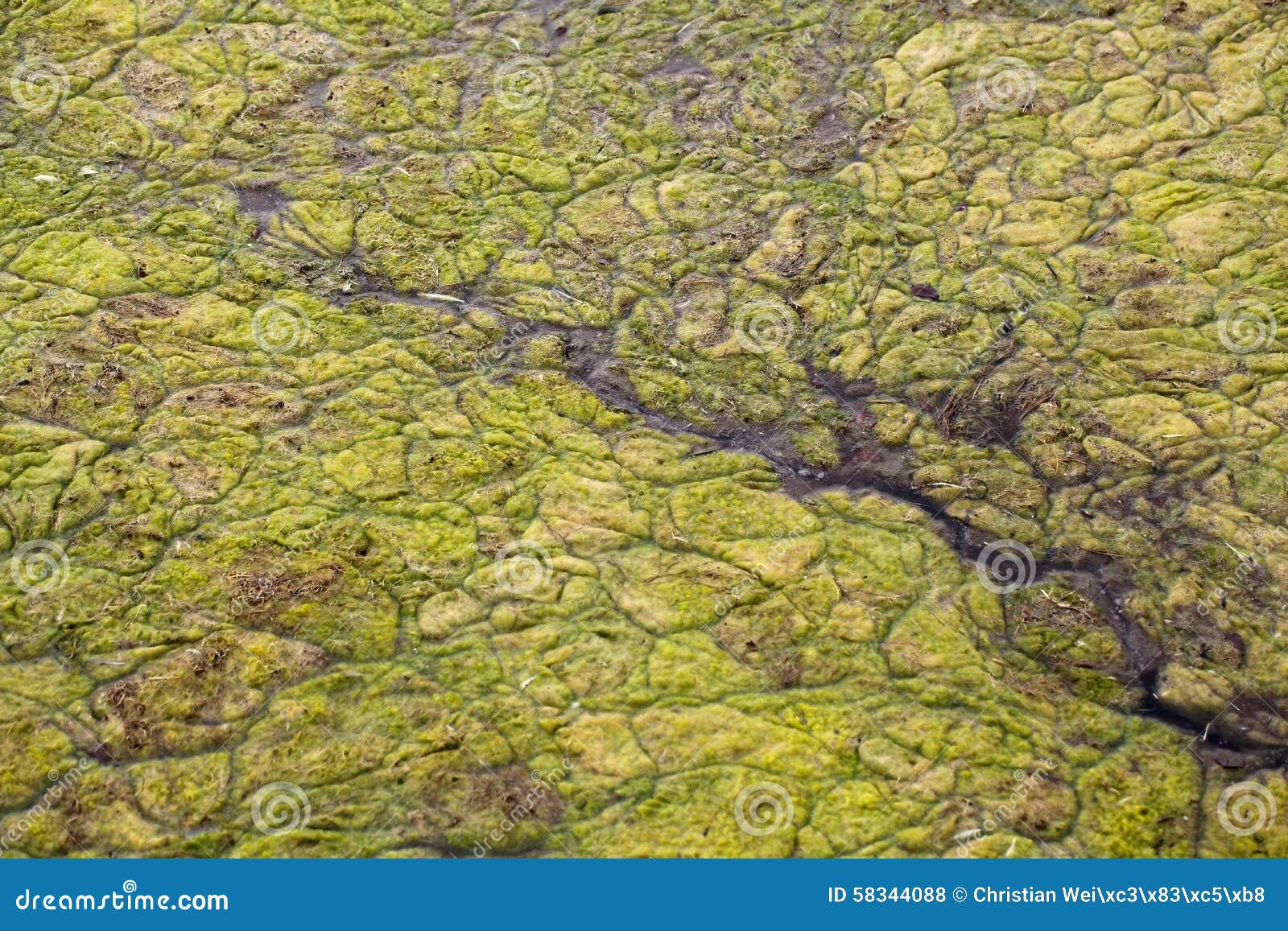 Algal mats on a lake. stock photo. Image of lake, green - 58344088