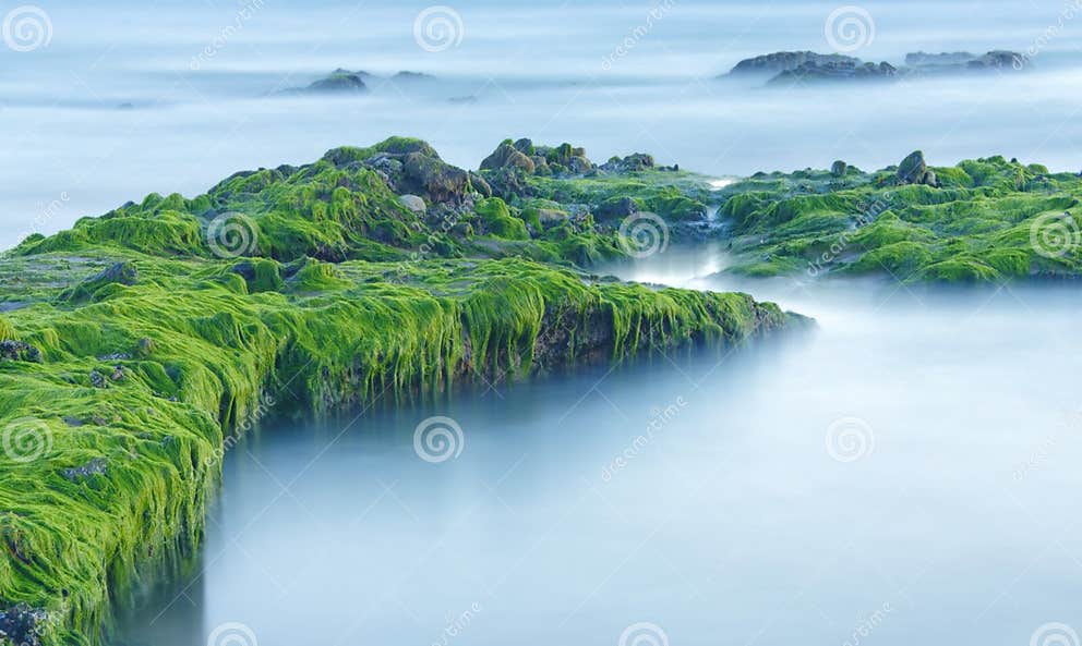 Algas do mar verde foto de stock. Imagem de sunset, paisagem - 31706402