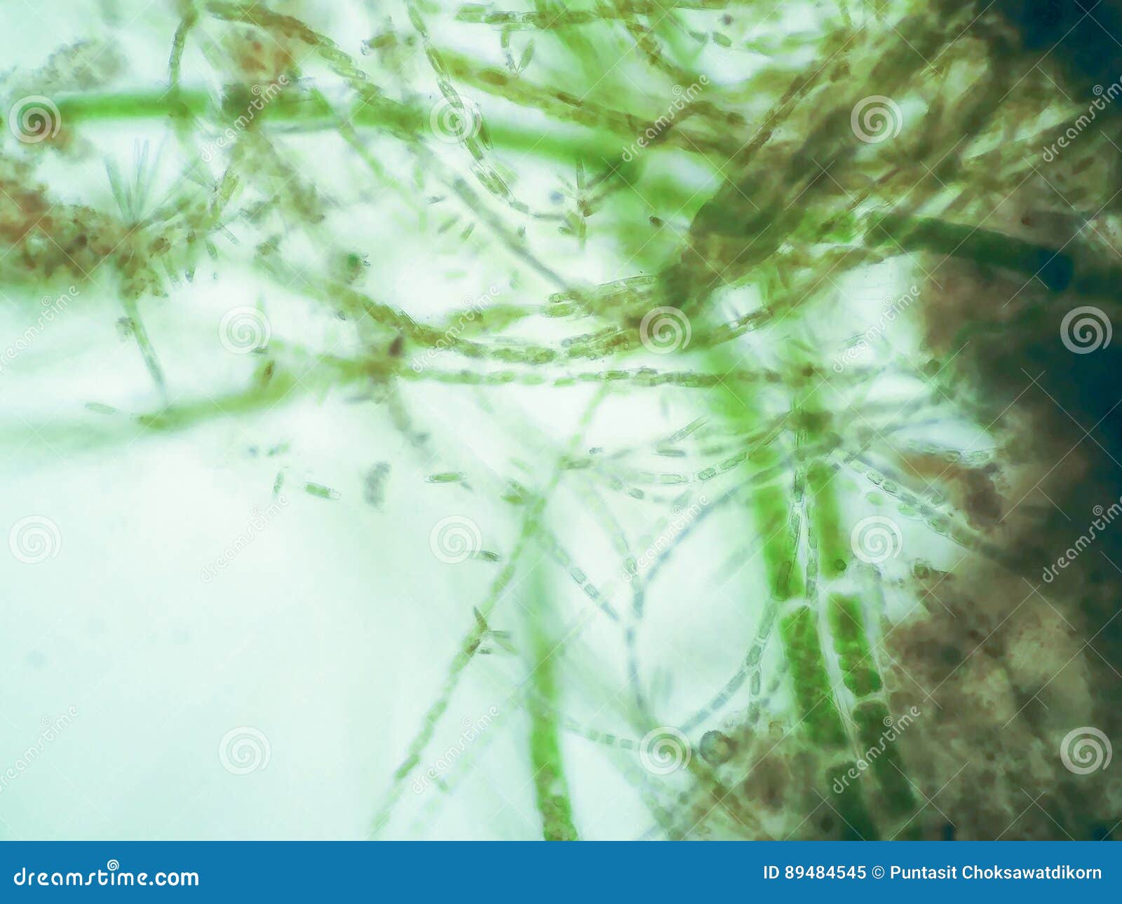 Algas filamentosas imagen de archivo. Imagen de medicina - 89484545