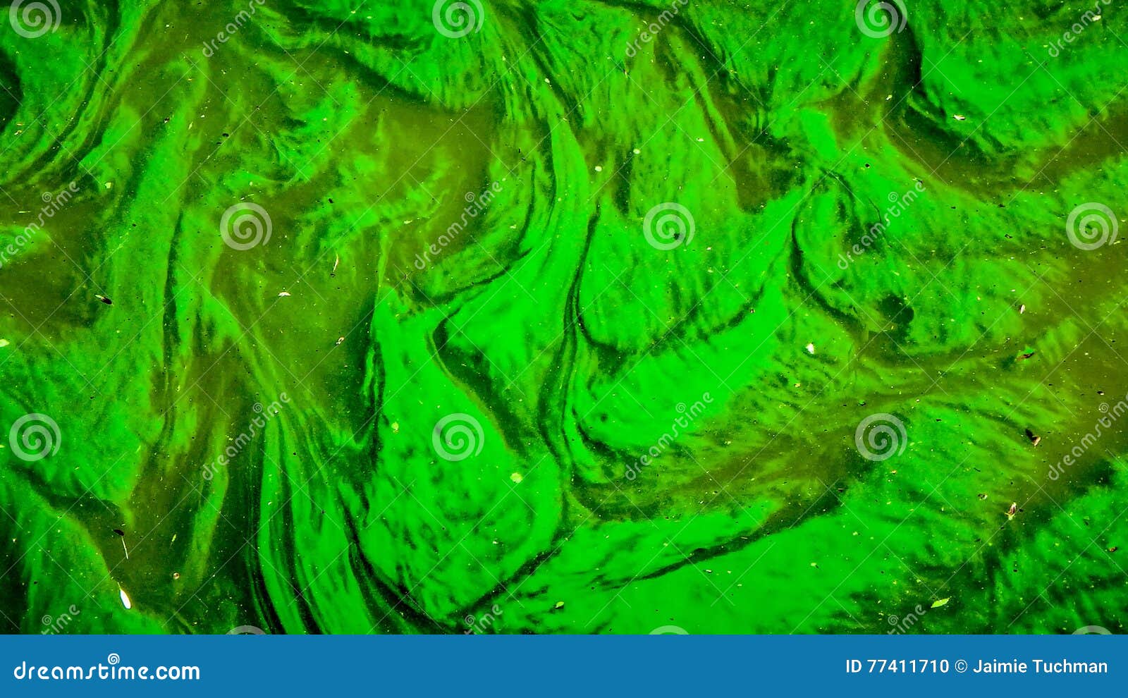 Algea Bloom Background Texture Stock Photo - Image of organic, close ...