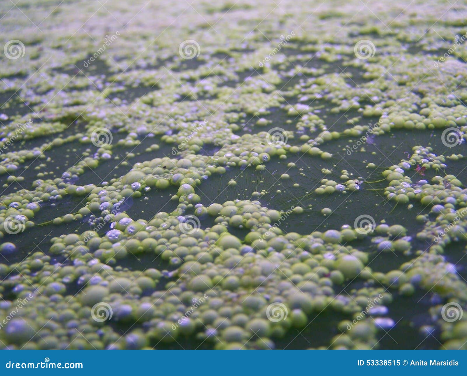 Algea stock image. Image of form, seaweed, single, bubbles - 53338515