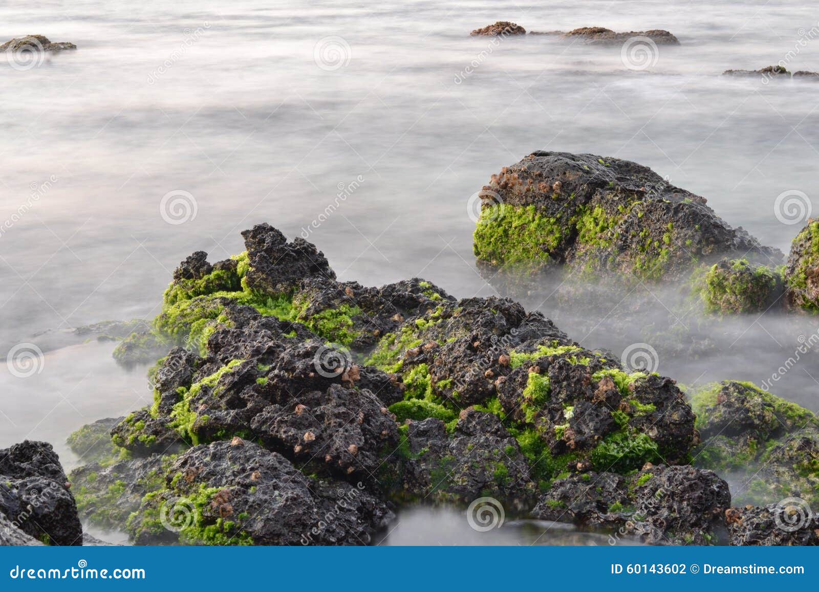Algea on Rocks in the Lagoon of Mauritius Stock Photo - Image of ...