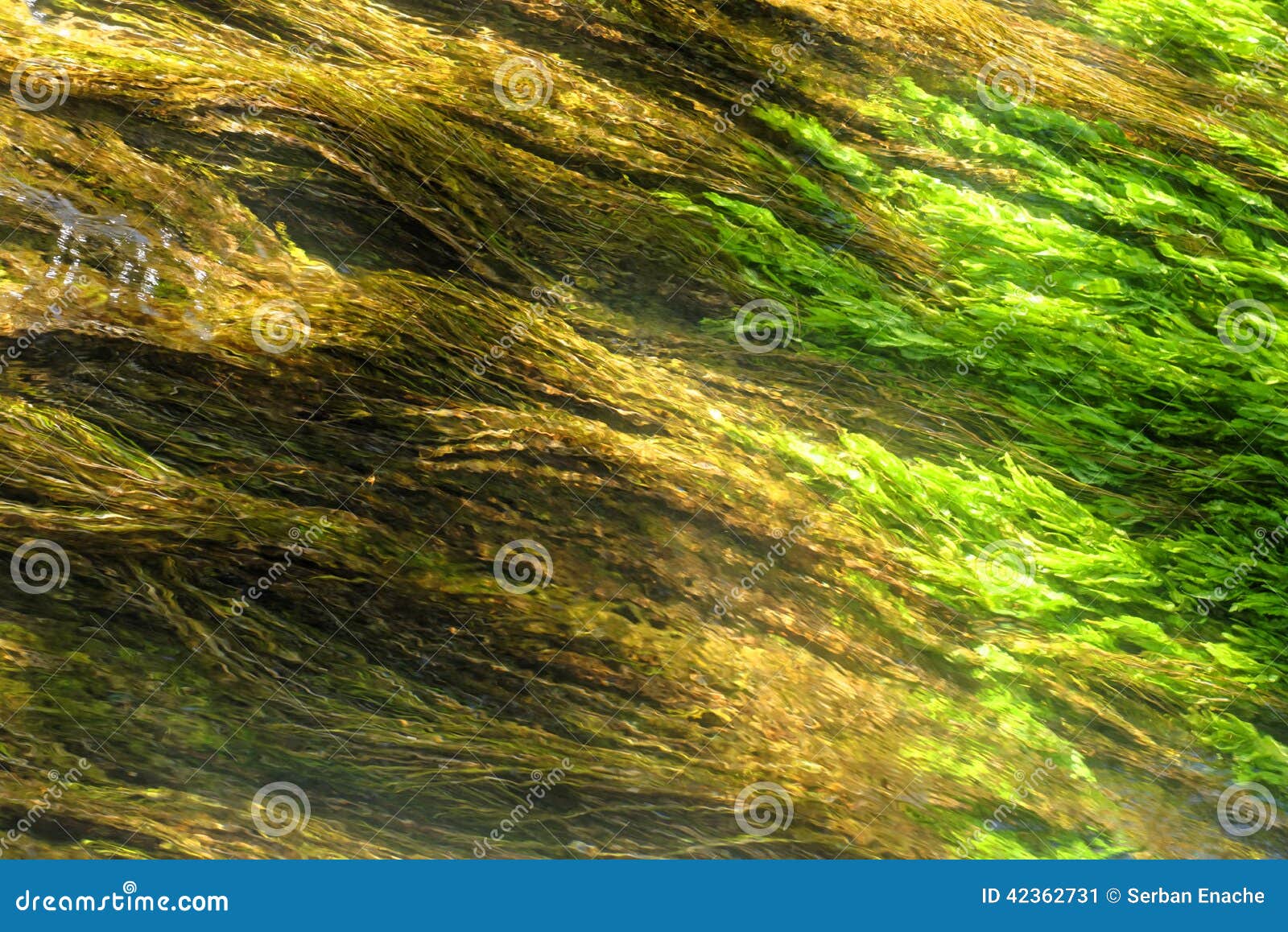 Algen Stockfotos und Bilder - Laden Sie 55,049 lizenzfreie Fotos herunter