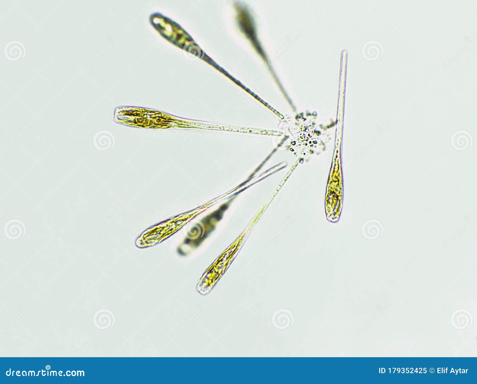 Algen Onder Microscopisch Beeld Stock Afbeelding - Image of chloroplast ...