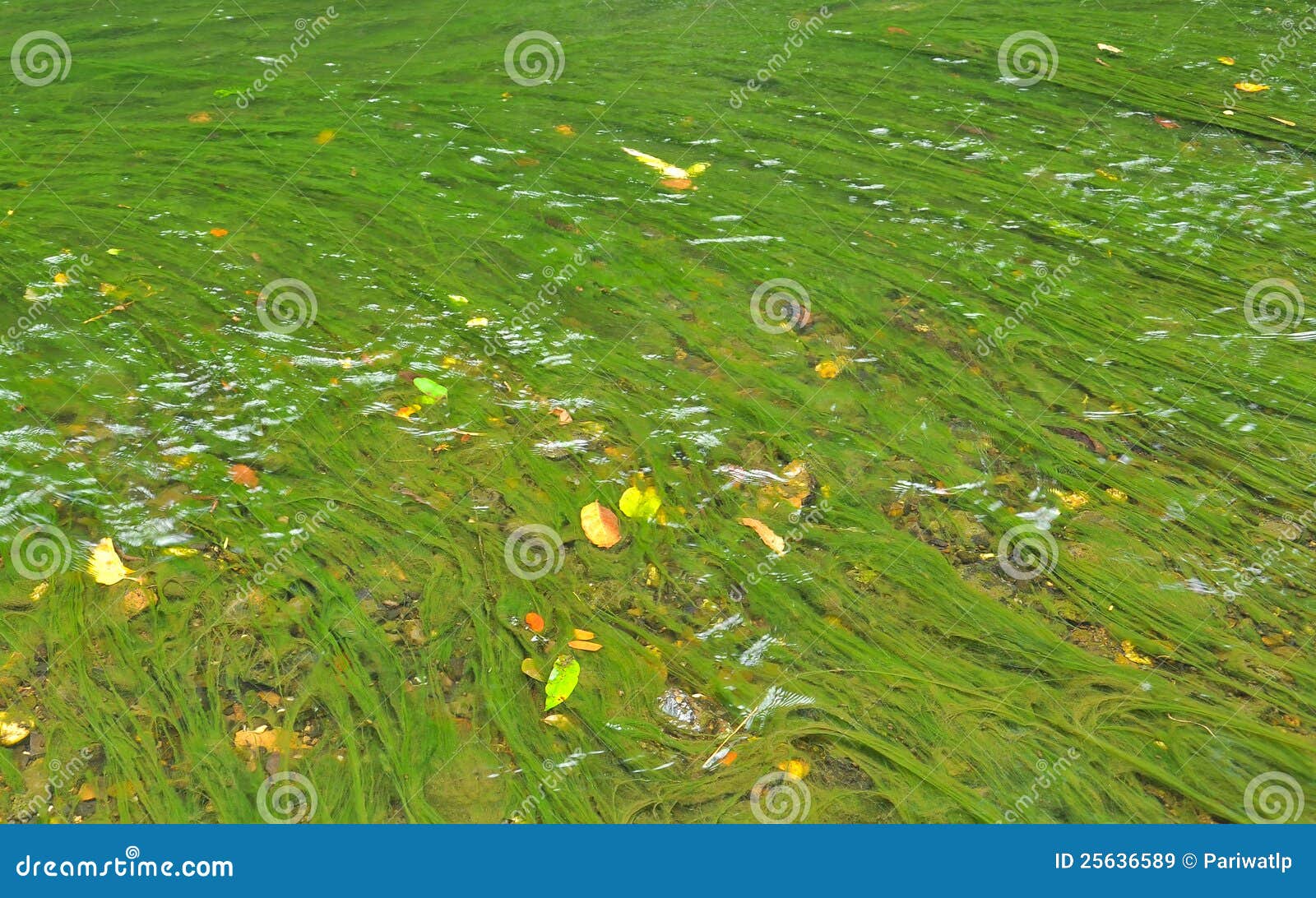 Algen in water stock afbeelding. Image of modder, groei - 25636589