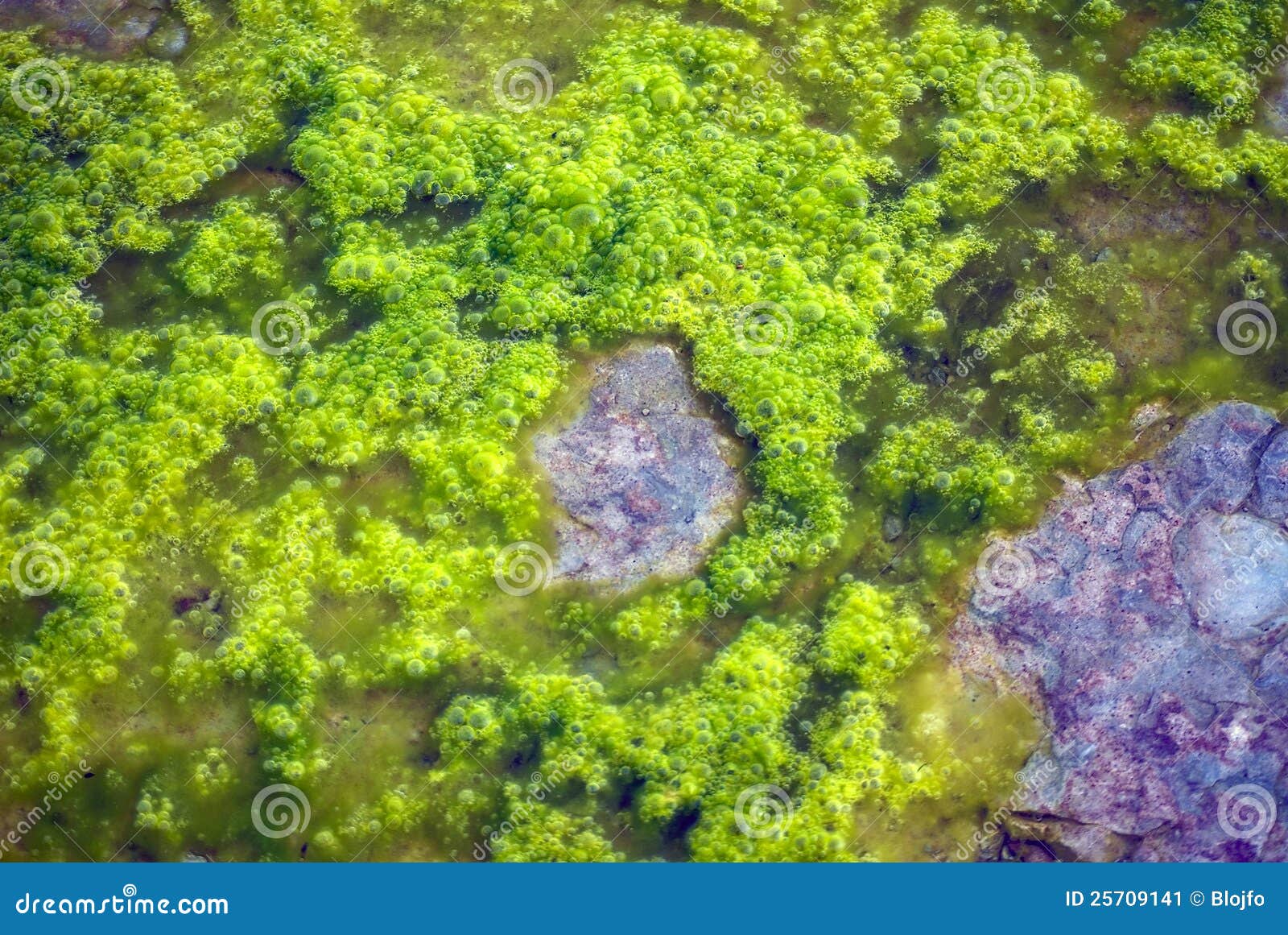 Alghe immagine stock. Immagine di stipendio, pasto, bello - 25709141