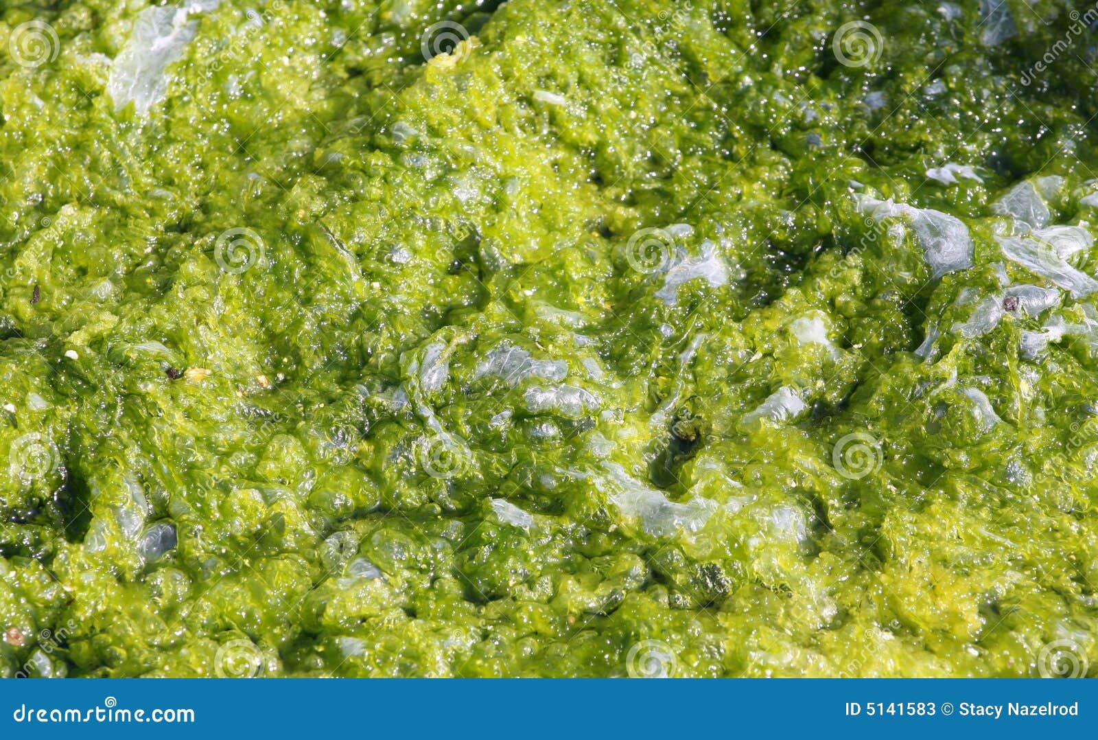 Alghe immagine stock. Immagine di nave, plancton, flora - 5141583