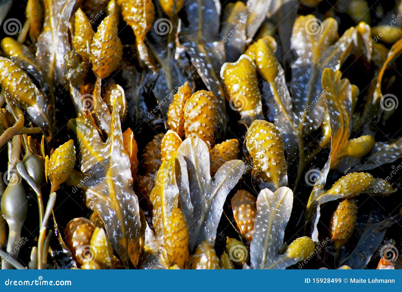 Alghe brune immagine stock. Immagine di oceano, mare - 15928499