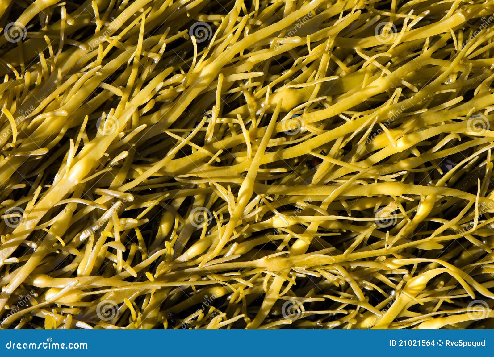 Alghe brune, fucus fotografia stock. Immagine di lordo - 21021564