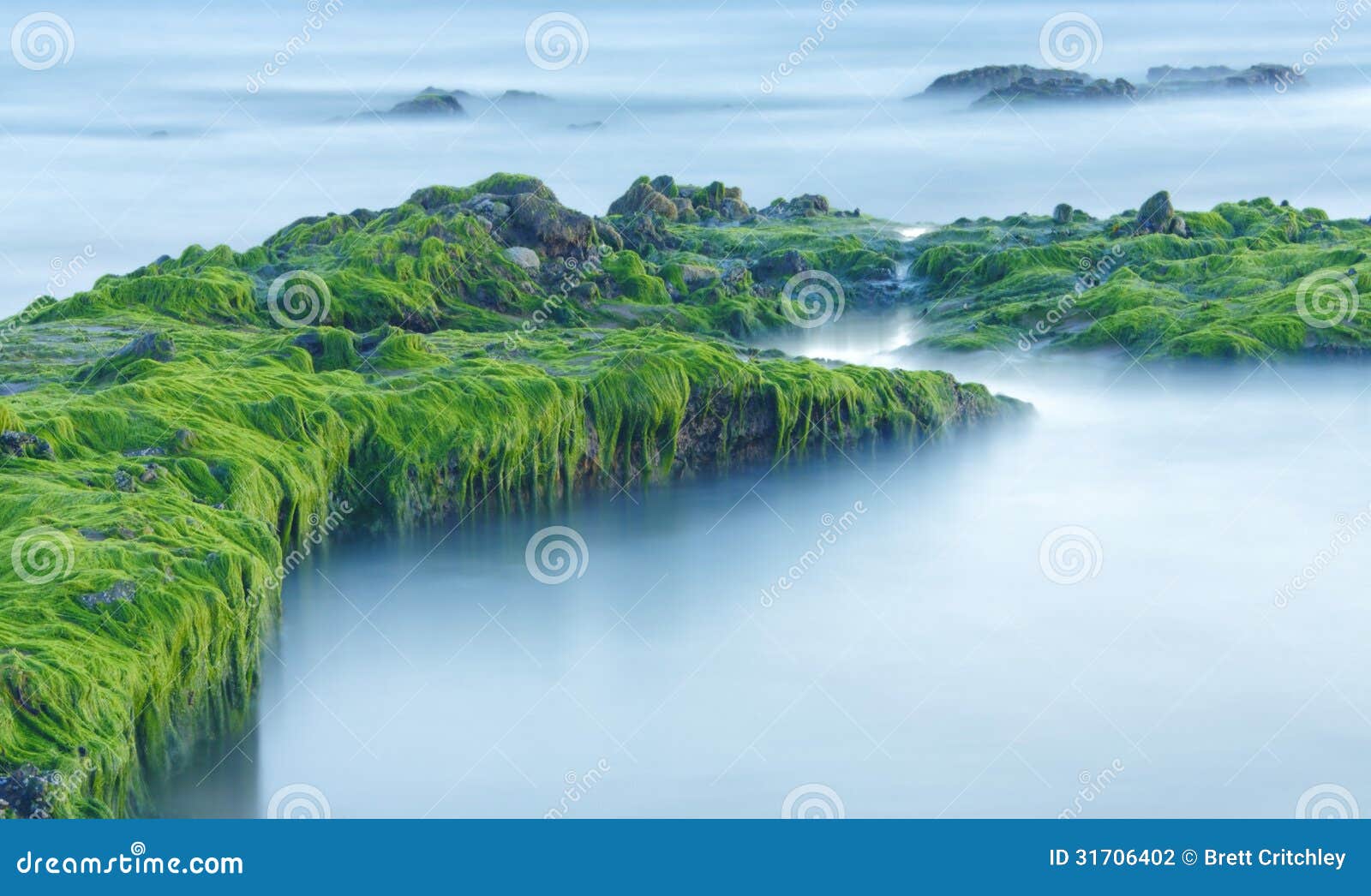 Alghe del mare verde fotografia stock. Immagine di roccie - 31706402