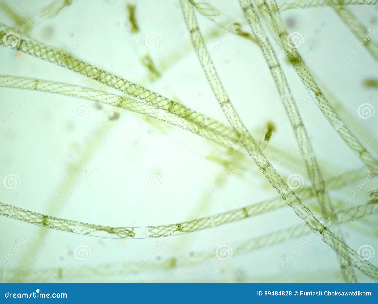 Alghe filamentose fotografia stock. Immagine di coperta - 89484828