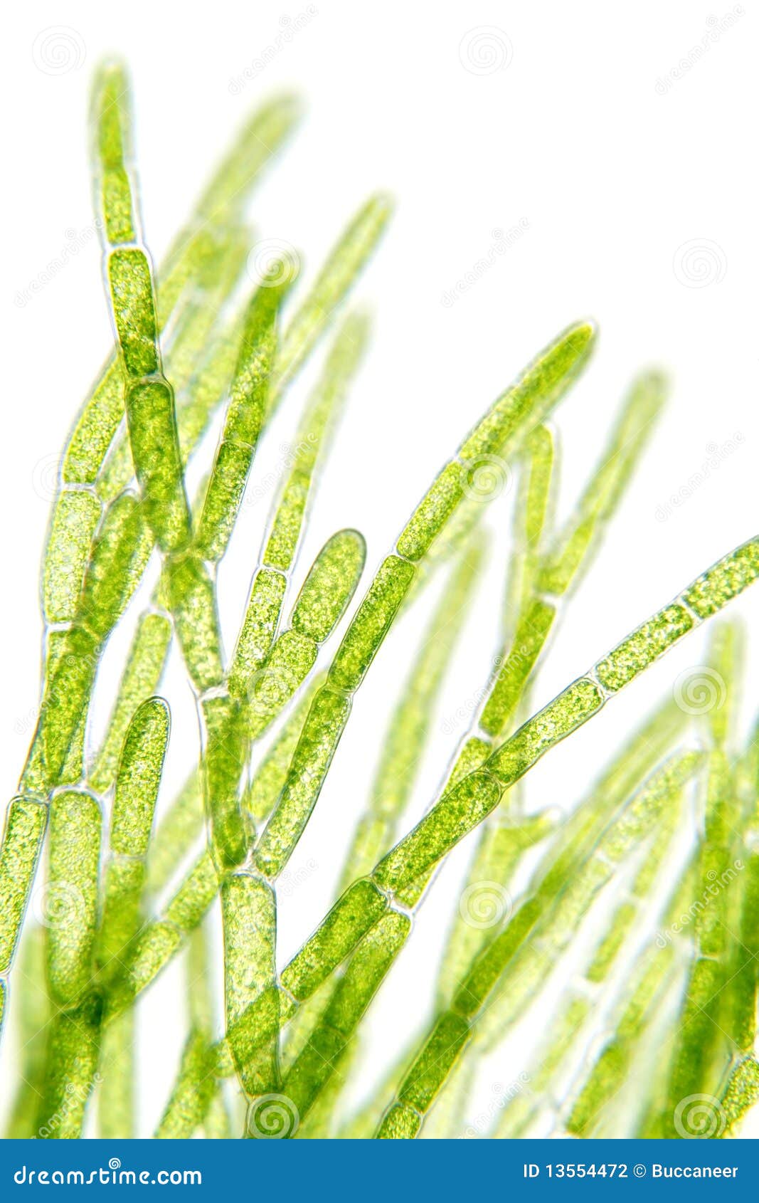 Alghe Nell'ambito Della Vista Microscopica Fotografia Stock - Immagine ...