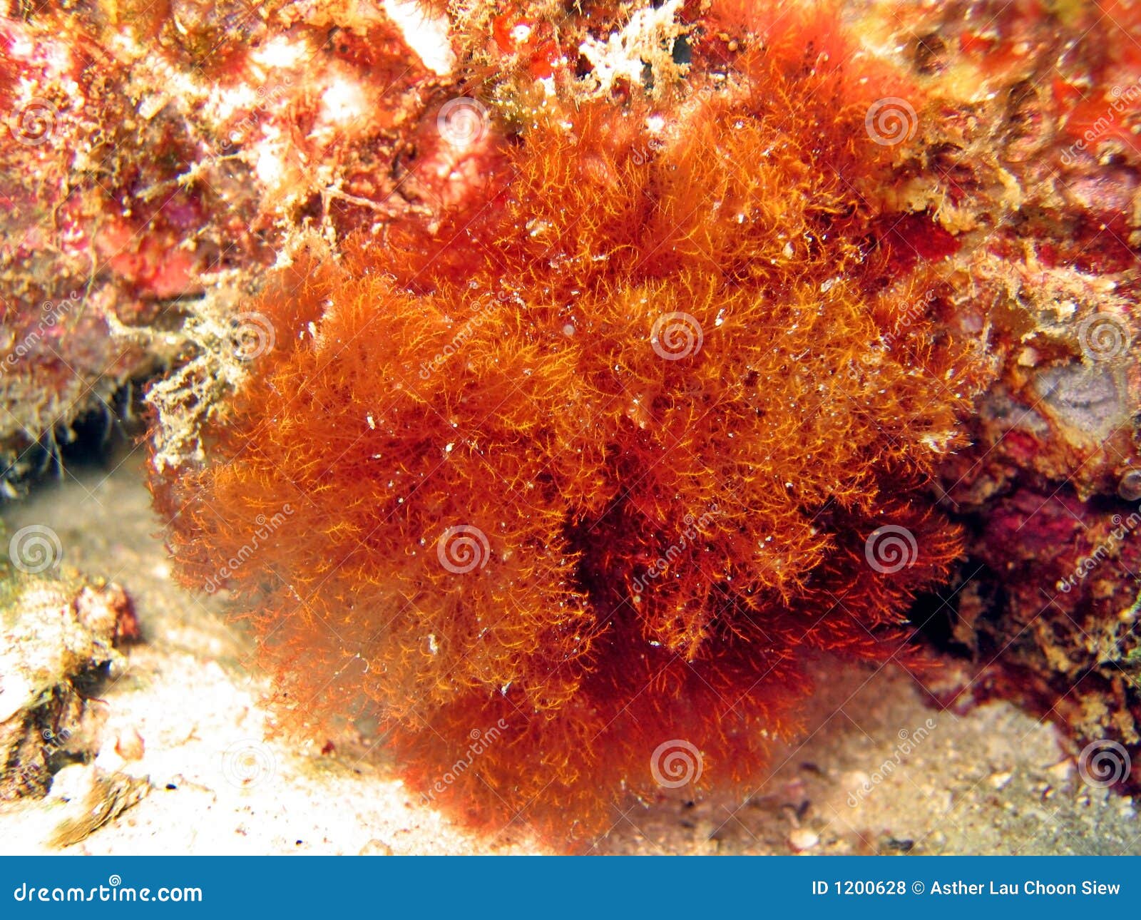 Alghe rosse fotografia stock. Immagine di rosso, macro - 1200628