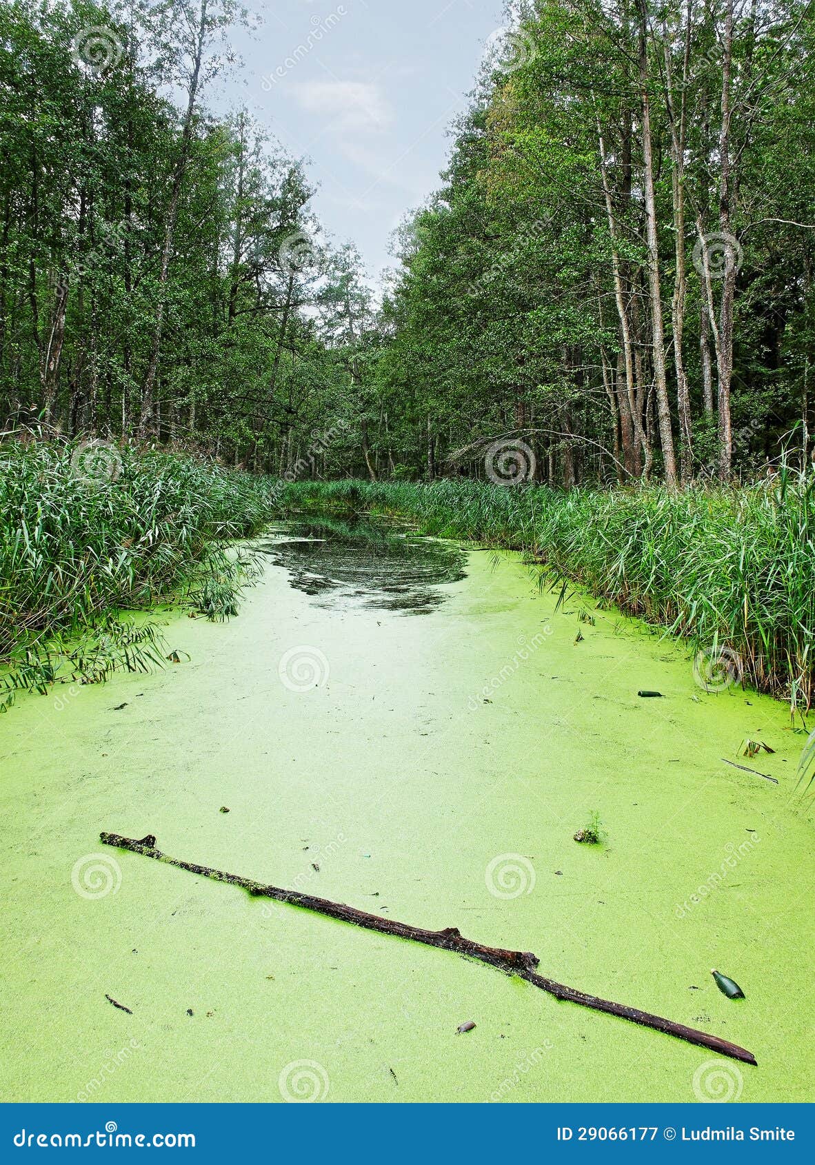 Algi jeziorne. obraz stock. Obraz złożonej z woda, sceniczny - 29066177