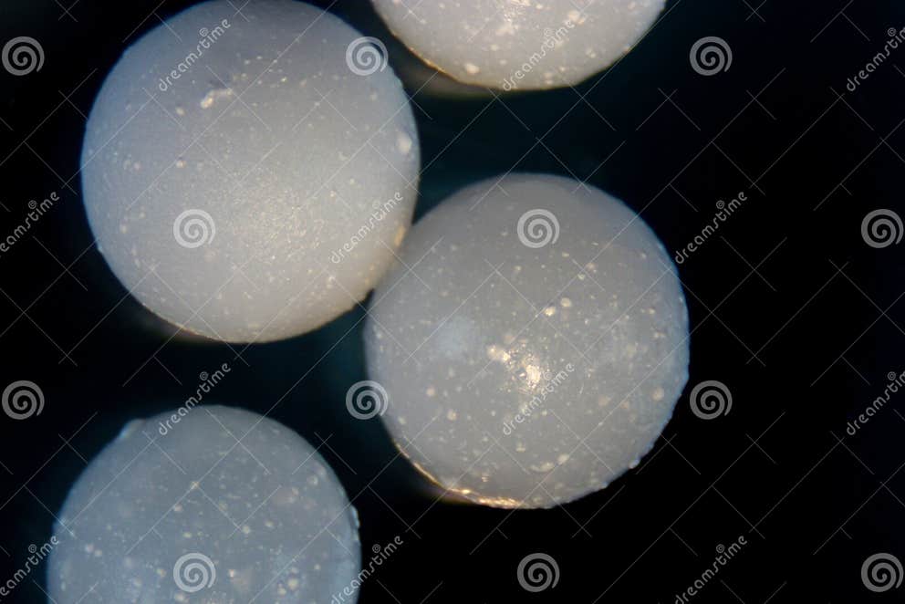 Alginate is a Cell Wall Component of Marine Brown Algae for Education ...