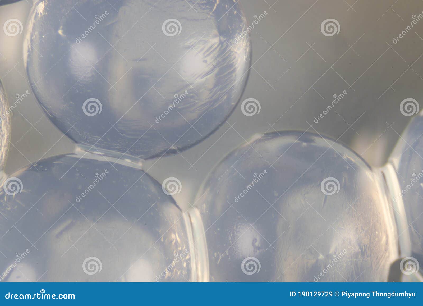 Alginate is a Cell Wall Component of Marine Brown Algae for Education ...