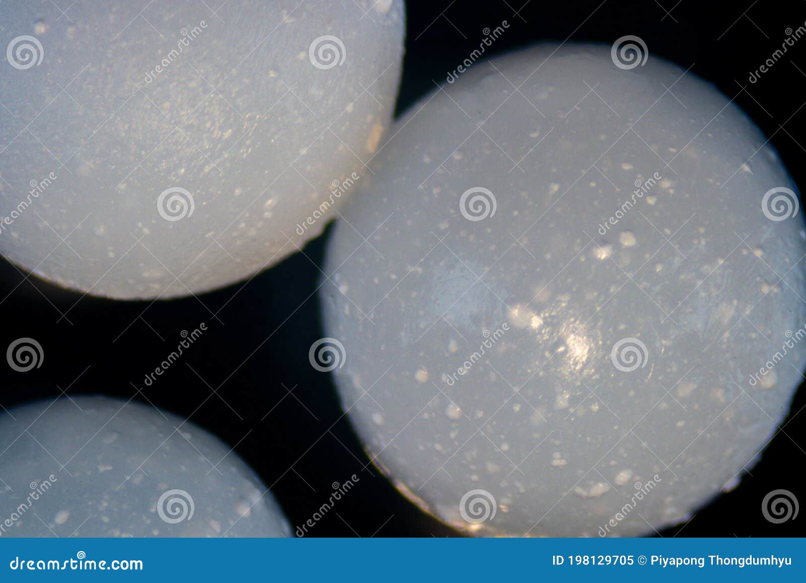 Alginate Is A Cell Wall Component Of Marine Brown Algae For Education ...