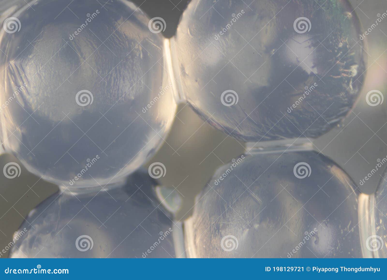 Alginate is a Cell Wall Component of Marine Brown Algae for Education ...