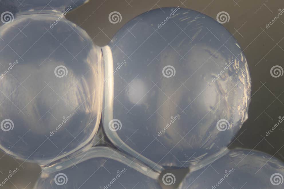 Alginate is a Cell Wall Component of Marine Brown Algae for Education ...