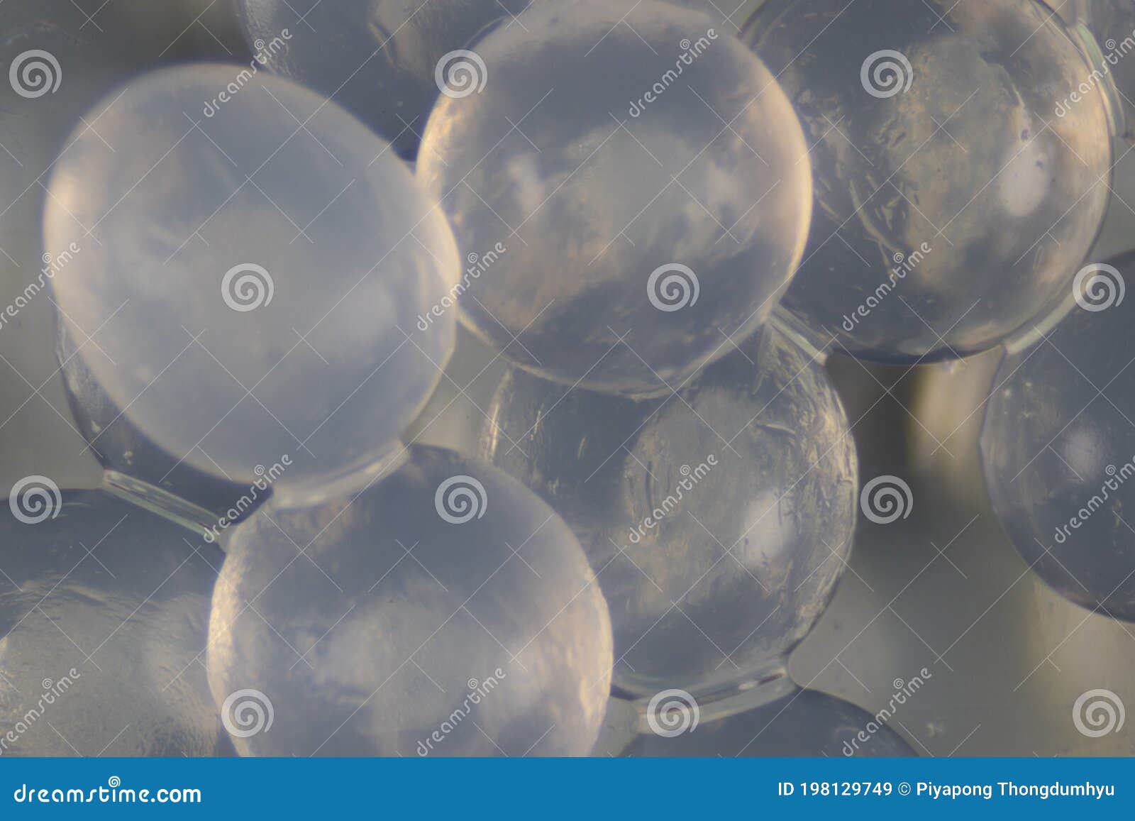 Alginate Is A Cell Wall Component Of Marine Brown Algae For Education ...