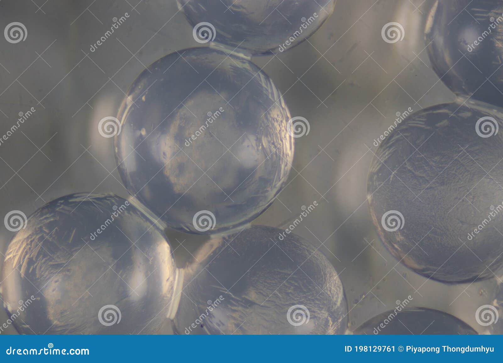 Alginate is a Cell Wall Component of Marine Brown Algae for Education ...