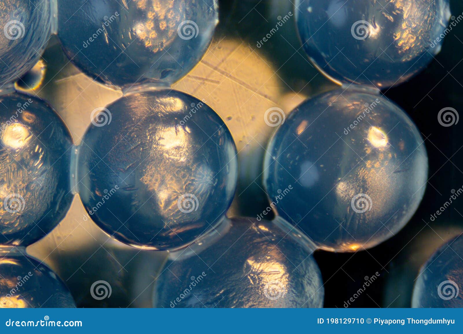 Alginate Is A Cell Wall Component Of Marine Brown Algae For Education ...