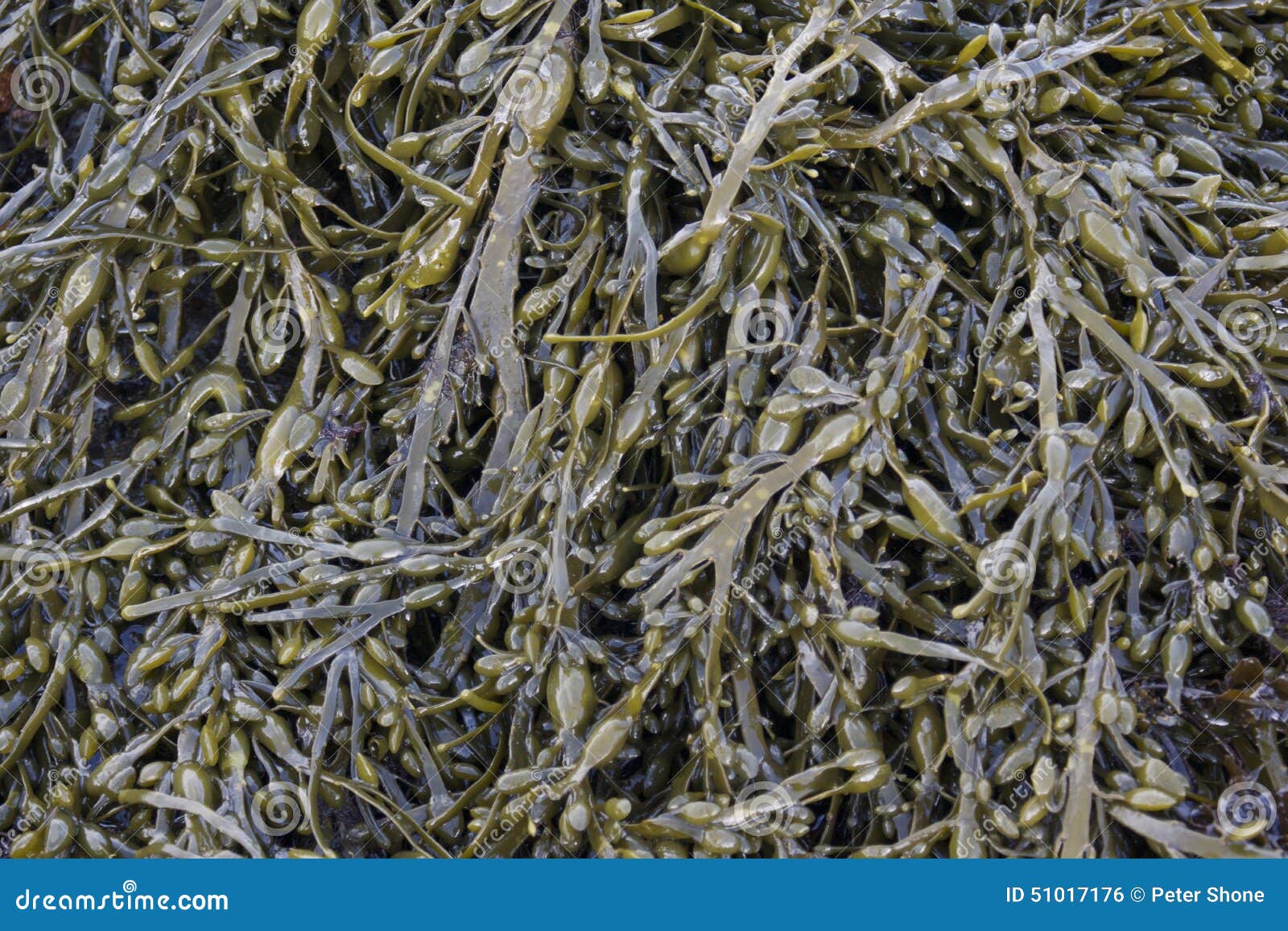 Algue de varech de vessie photo stock. Image du contre - 51017176