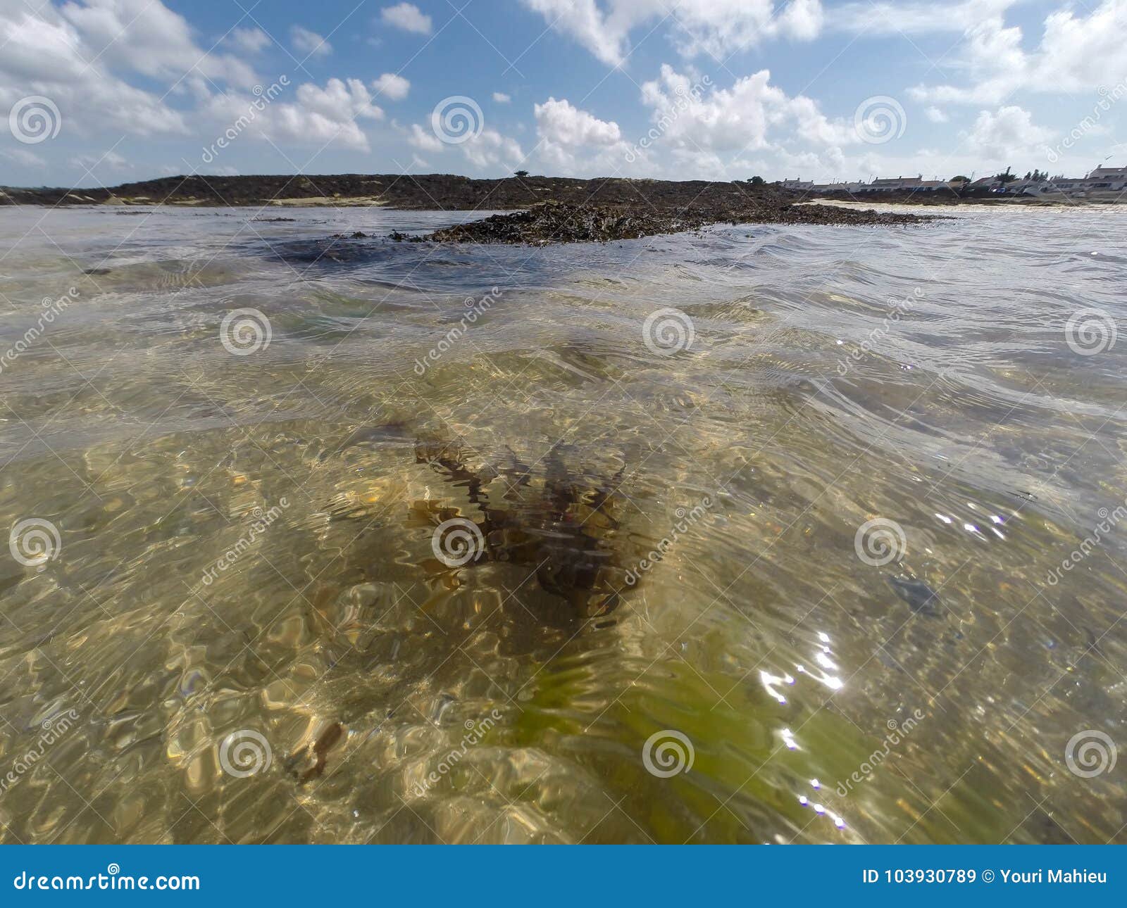 Algue at hide tide stock image. Image of aquatic, plant - 103930789