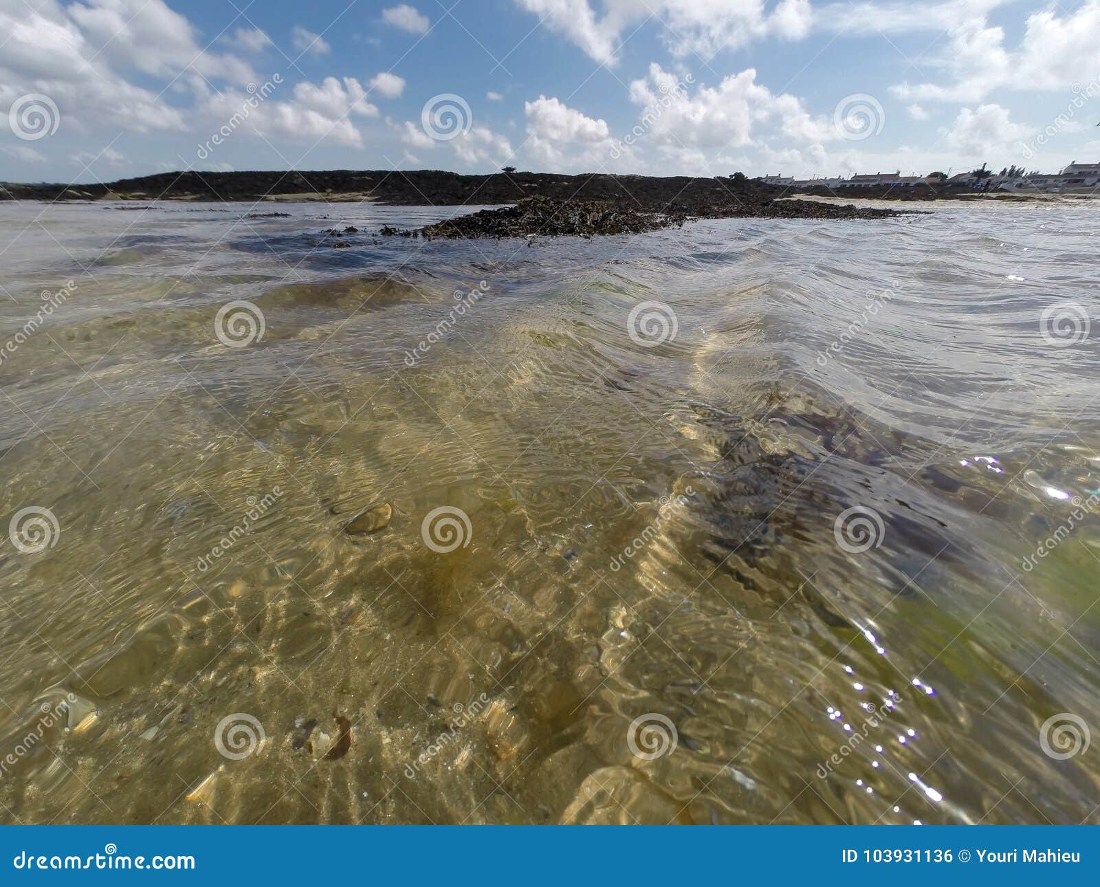 Algue at hide tide stock photo. Image of organic, kelp - 103931136