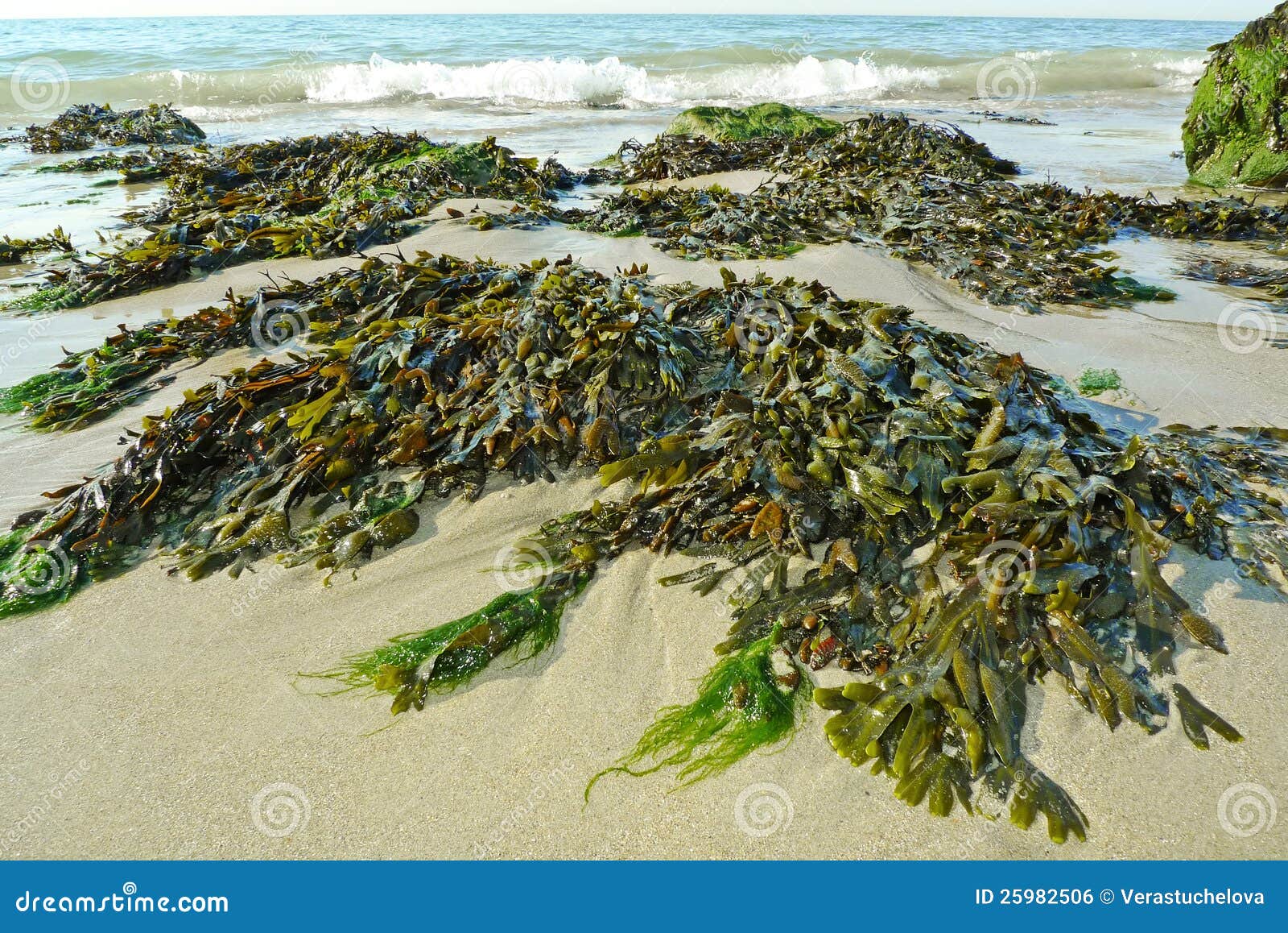 Algue verte sur une plage photo stock. Image du sable - 25982506