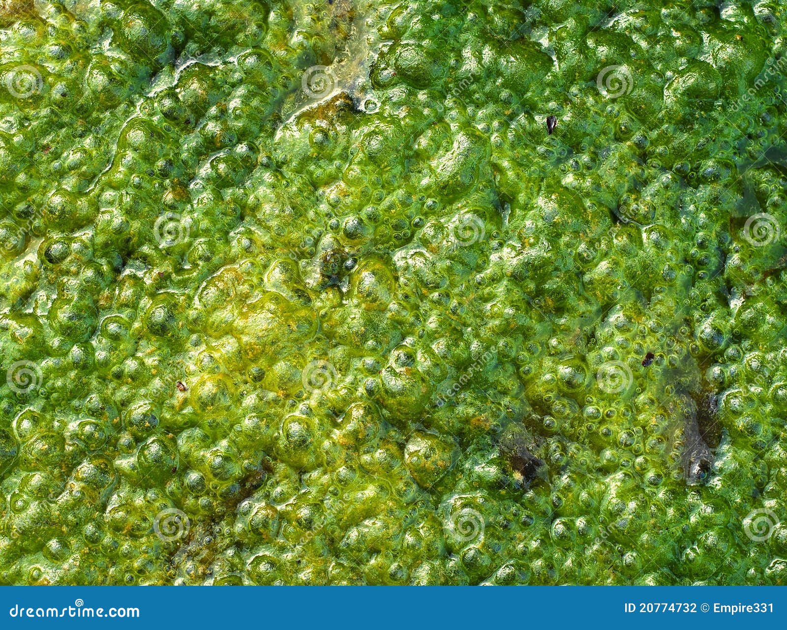 Algues photo stock. Image du centrales, bulles, marin - 20774732