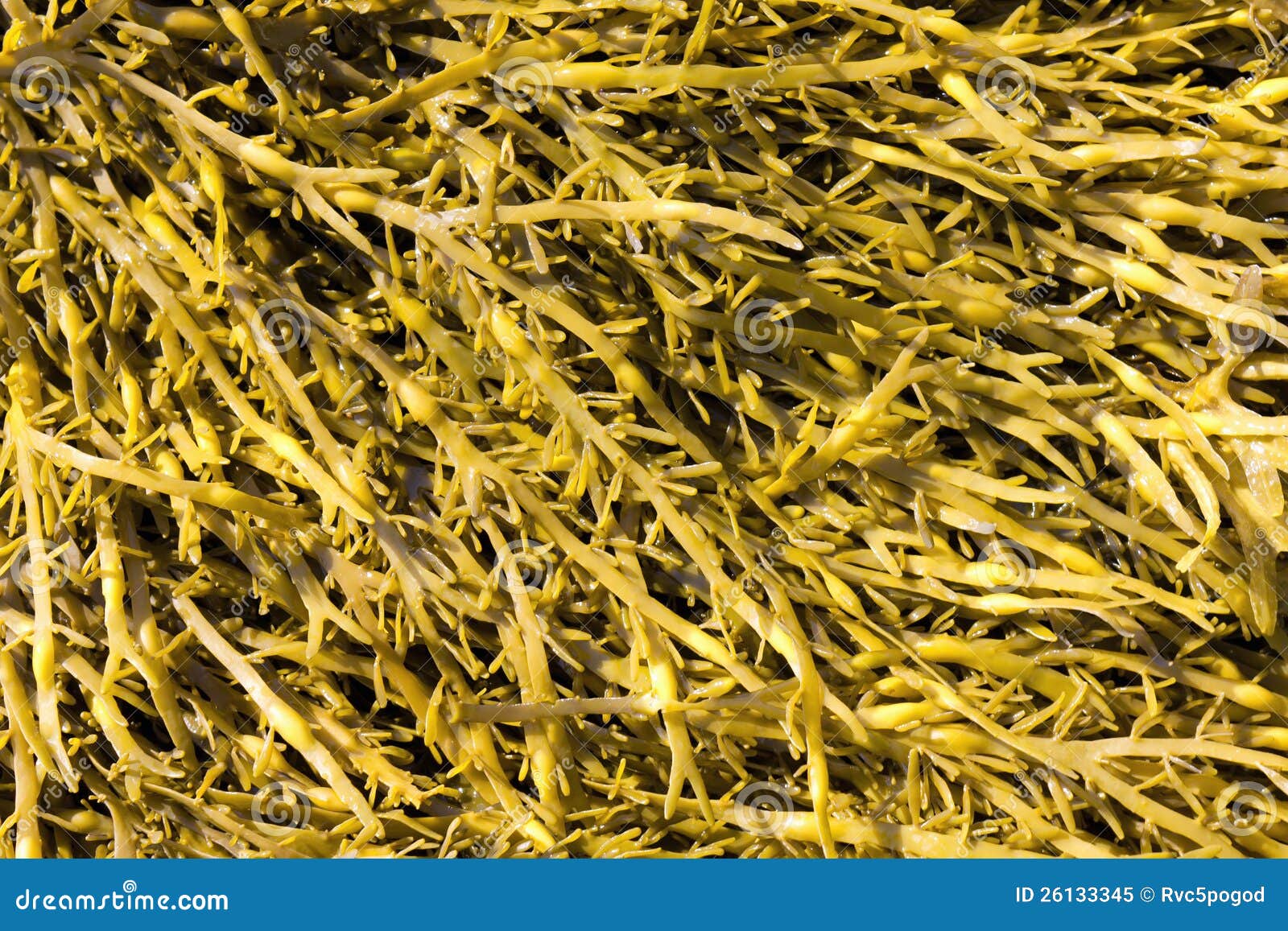 Algues brunes, Ascophyllum image stock. Image du varech - 26133345