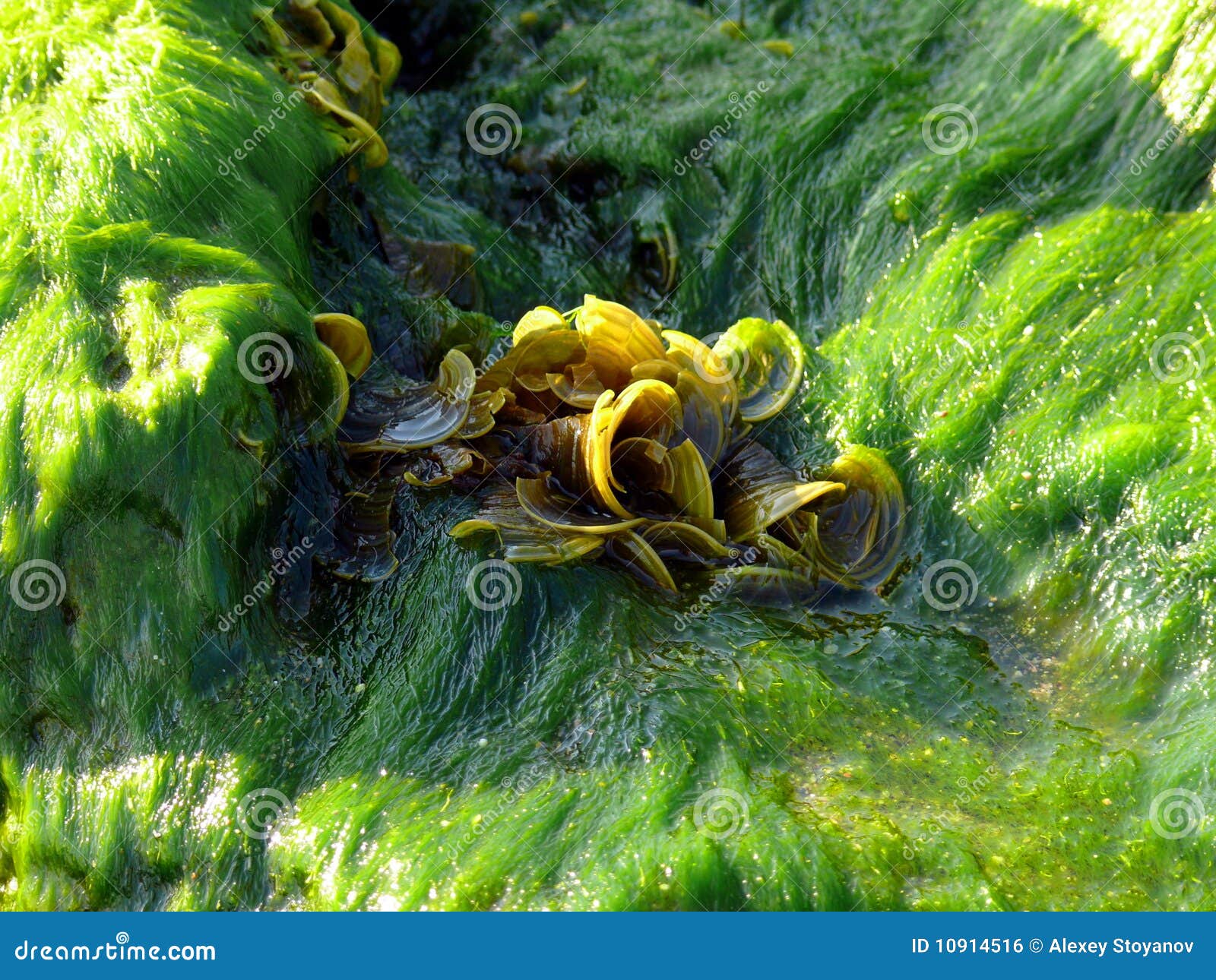 Algues comestibles photo stock. Image du kaki, vert, jaune - 10914516