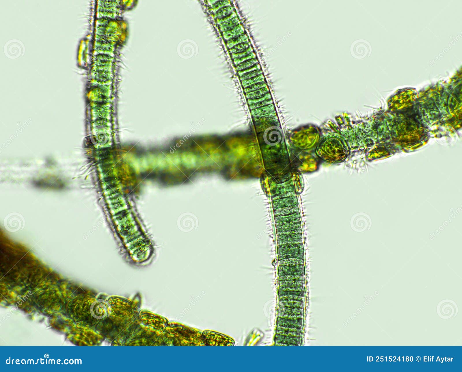 Algues Filamenteuses Vertes Bleues Sous Vue Microscopique Photo stock ...