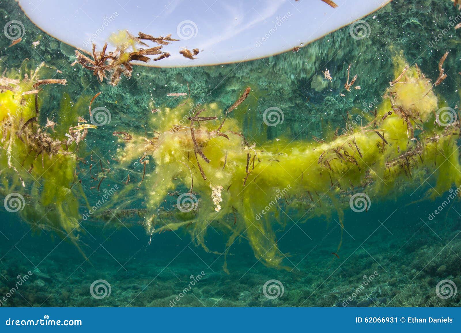 Algues Flottant Dans Pacifique Tropical Image stock - Image du ...