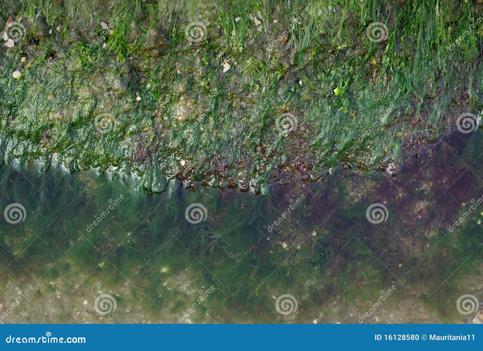 Algues marines photo stock. Image du rivage, centrale - 16128580
