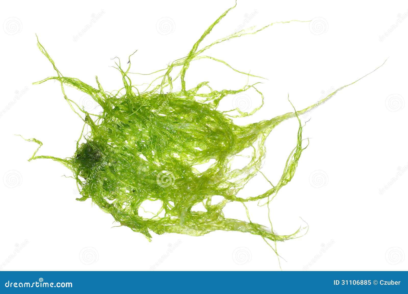 Algues vertes image stock. Image du frais, nutritif, details - 31106885