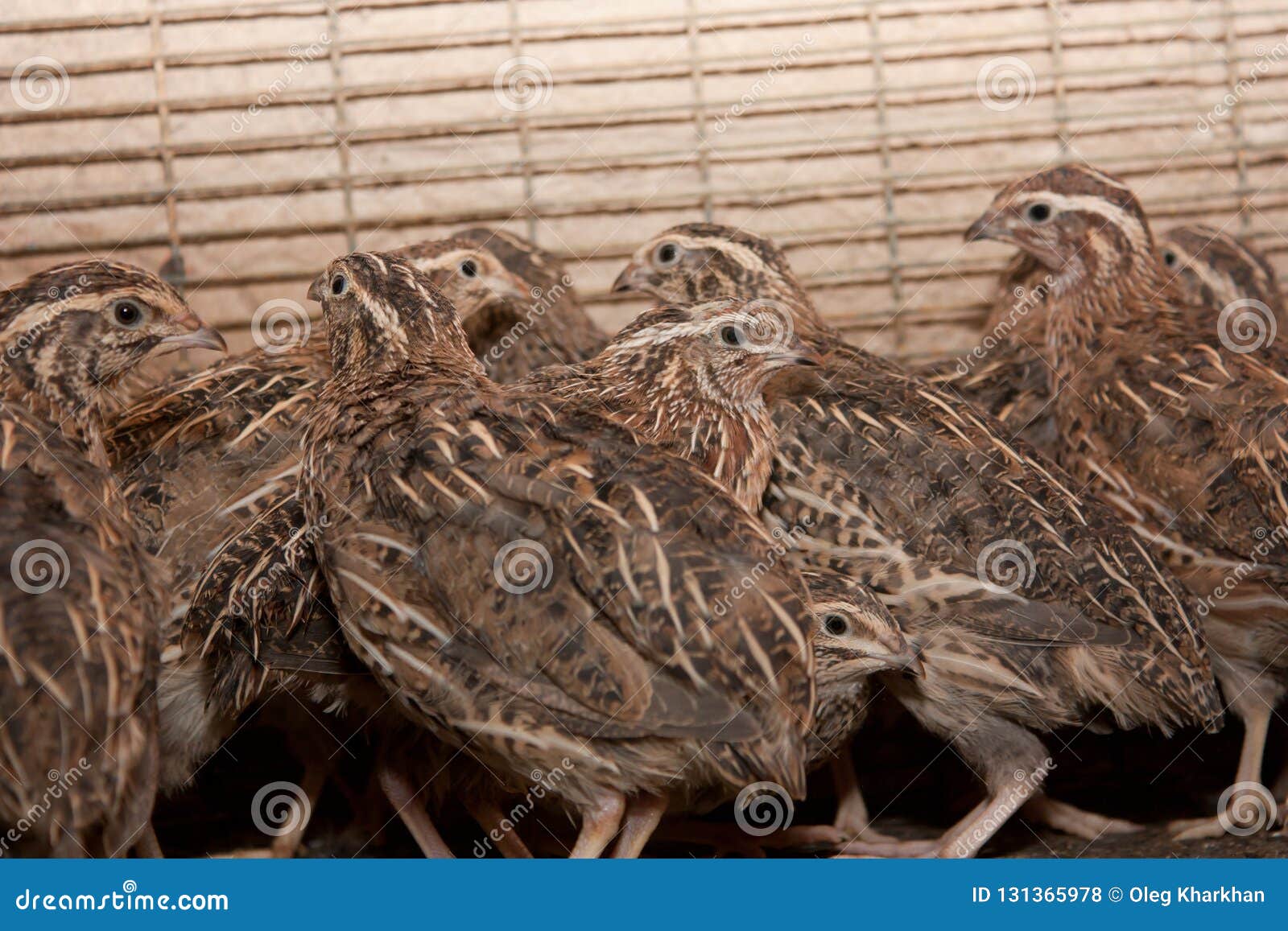 Algunas Codornices En Una Jaula En Una Granja De Pollo Foto de archivo ...